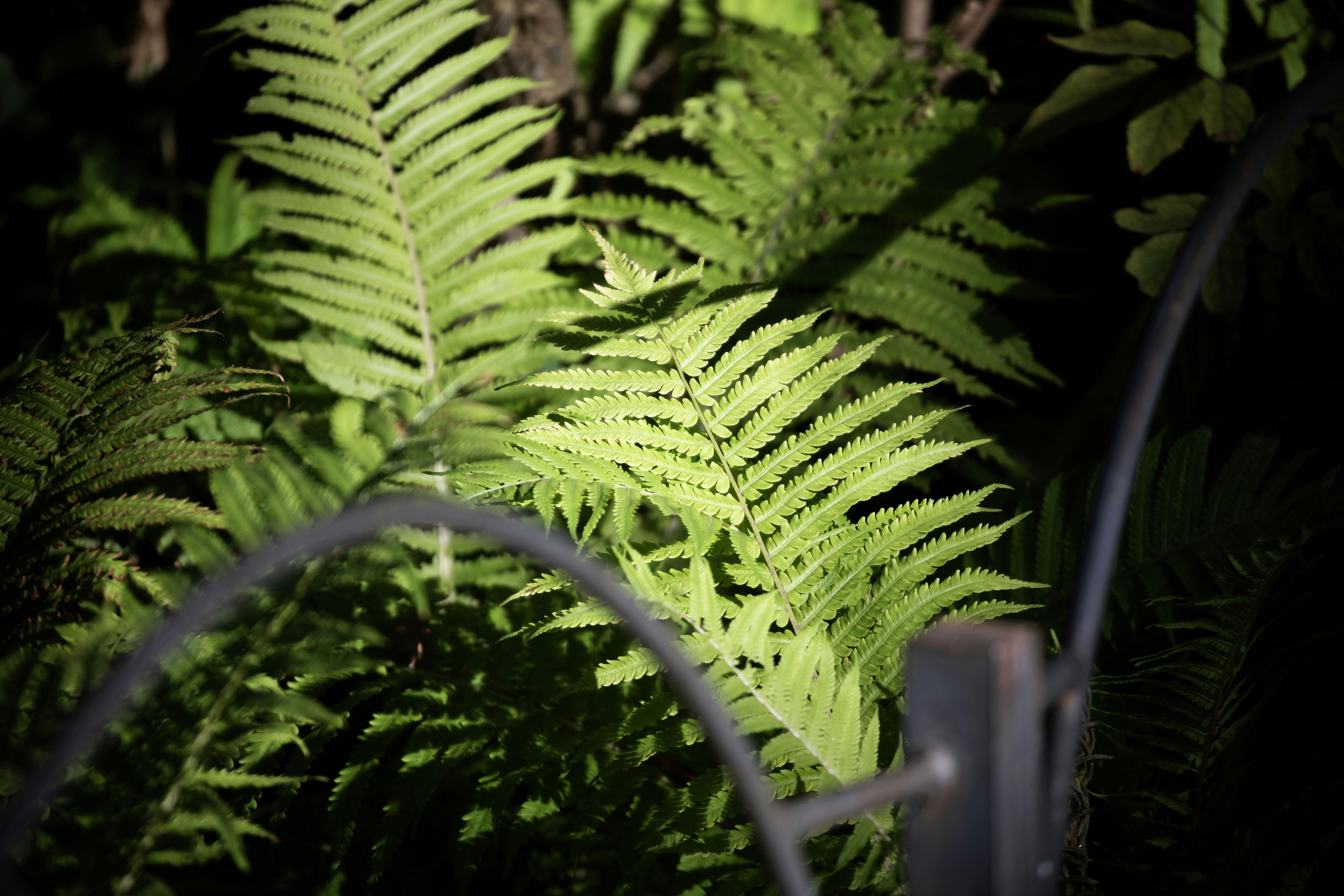Fern Fractals at Night: Green Lace in a Metal Frame