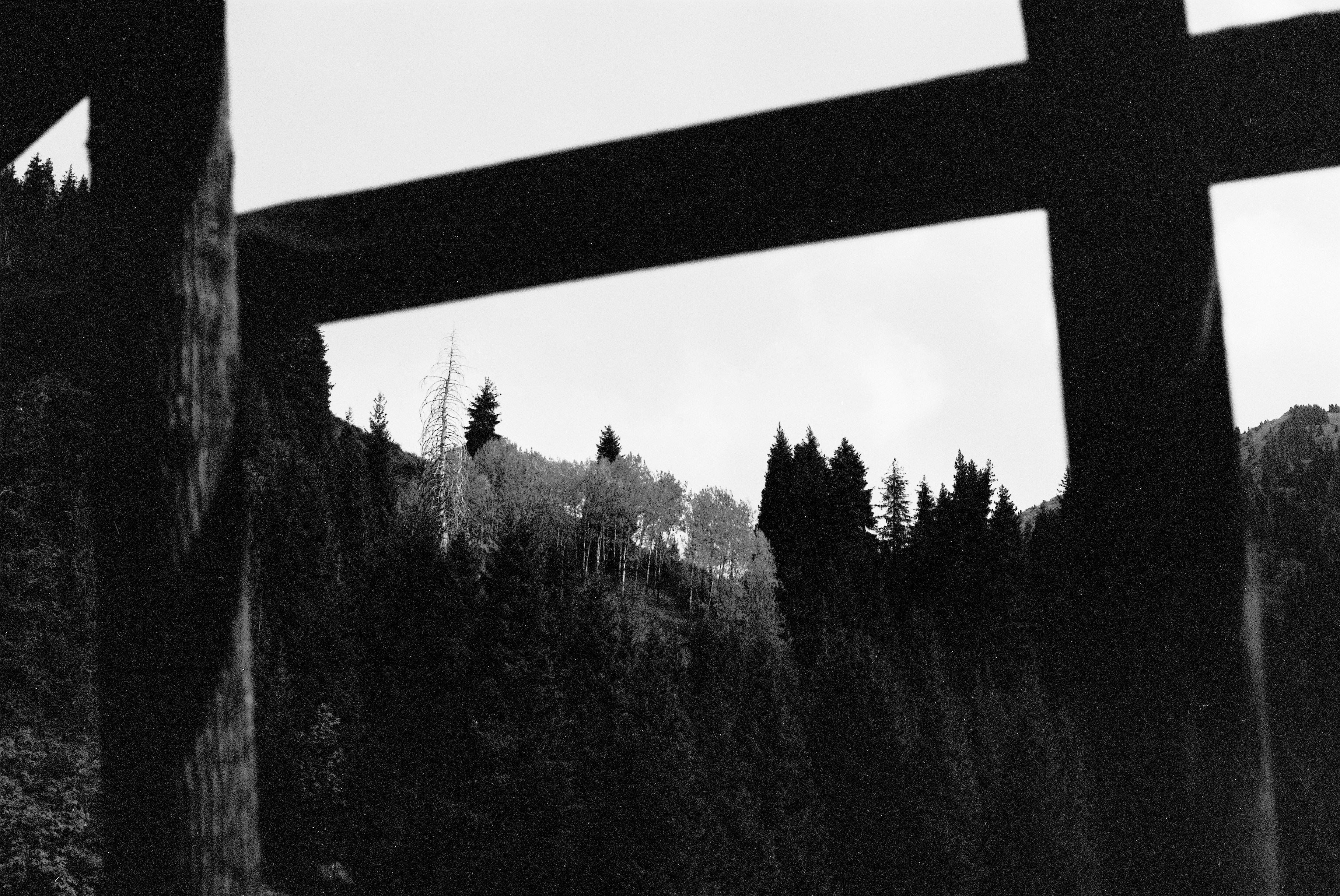 Silhouetted trees stand against a cloudy sky, framed by wooden beams, creating a contrast of nature and structure.