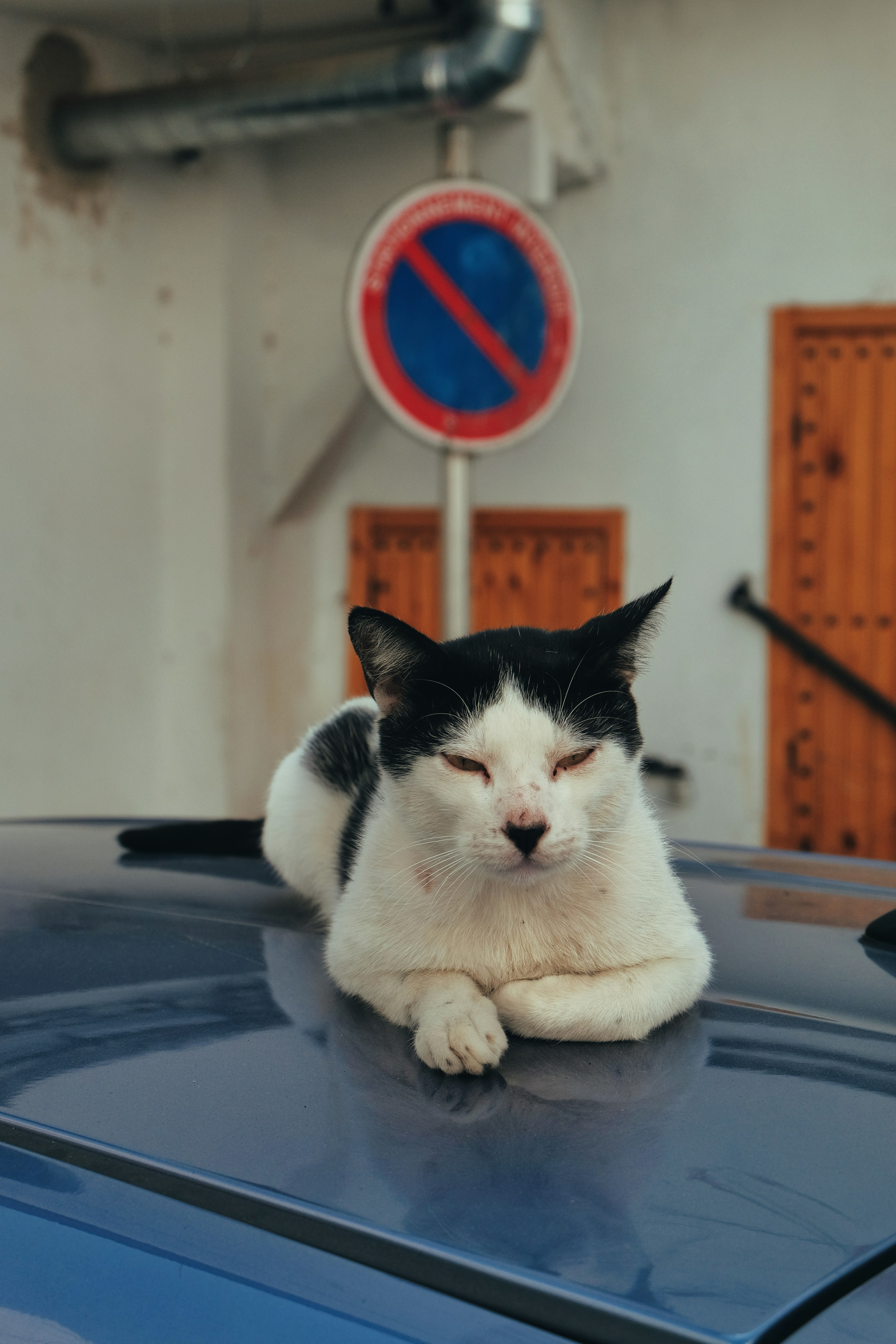 Urban Serenity: The Cat's Domain