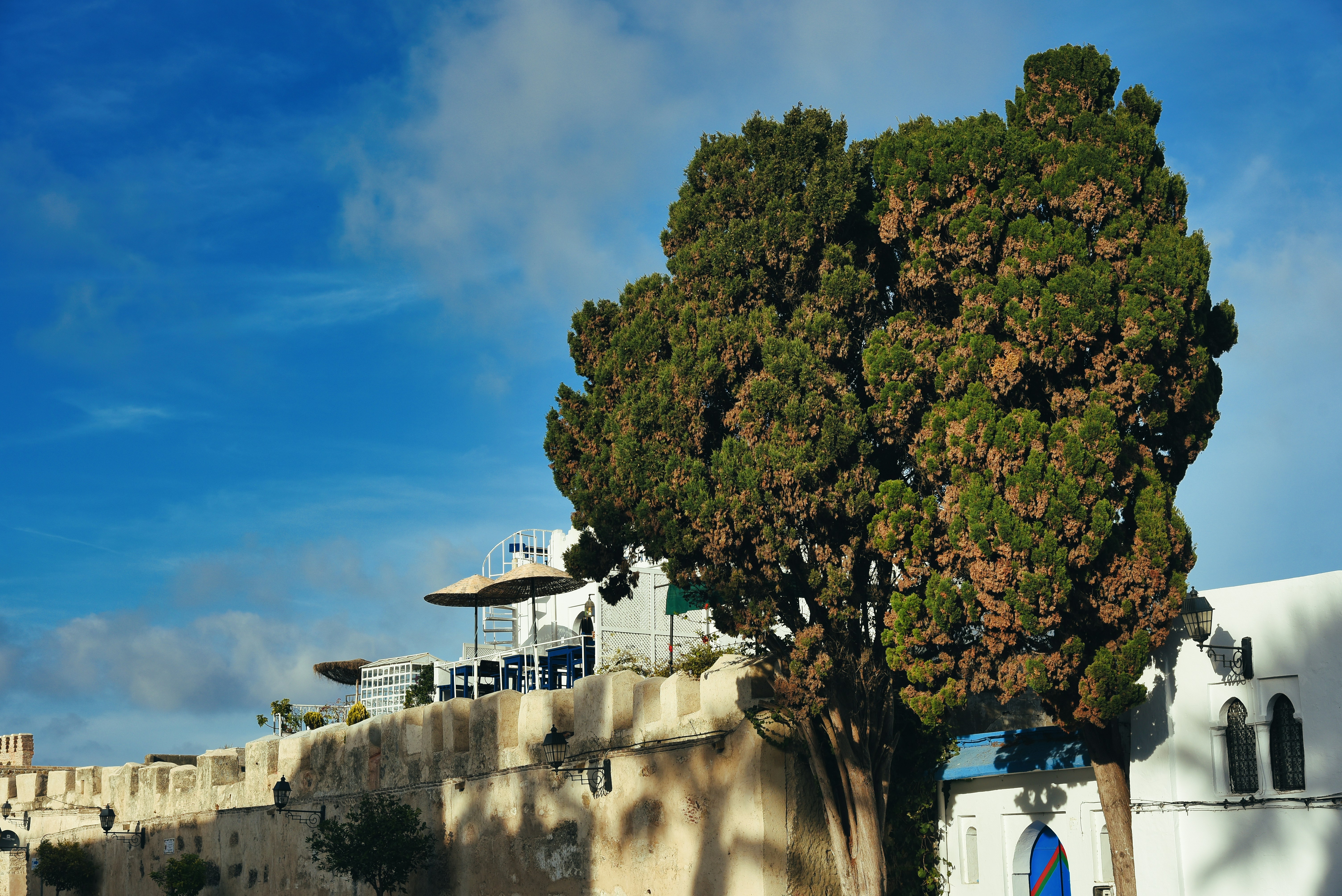 Evergreen Overlook: A Tree Framing a Sunlit Mediterranean Wall