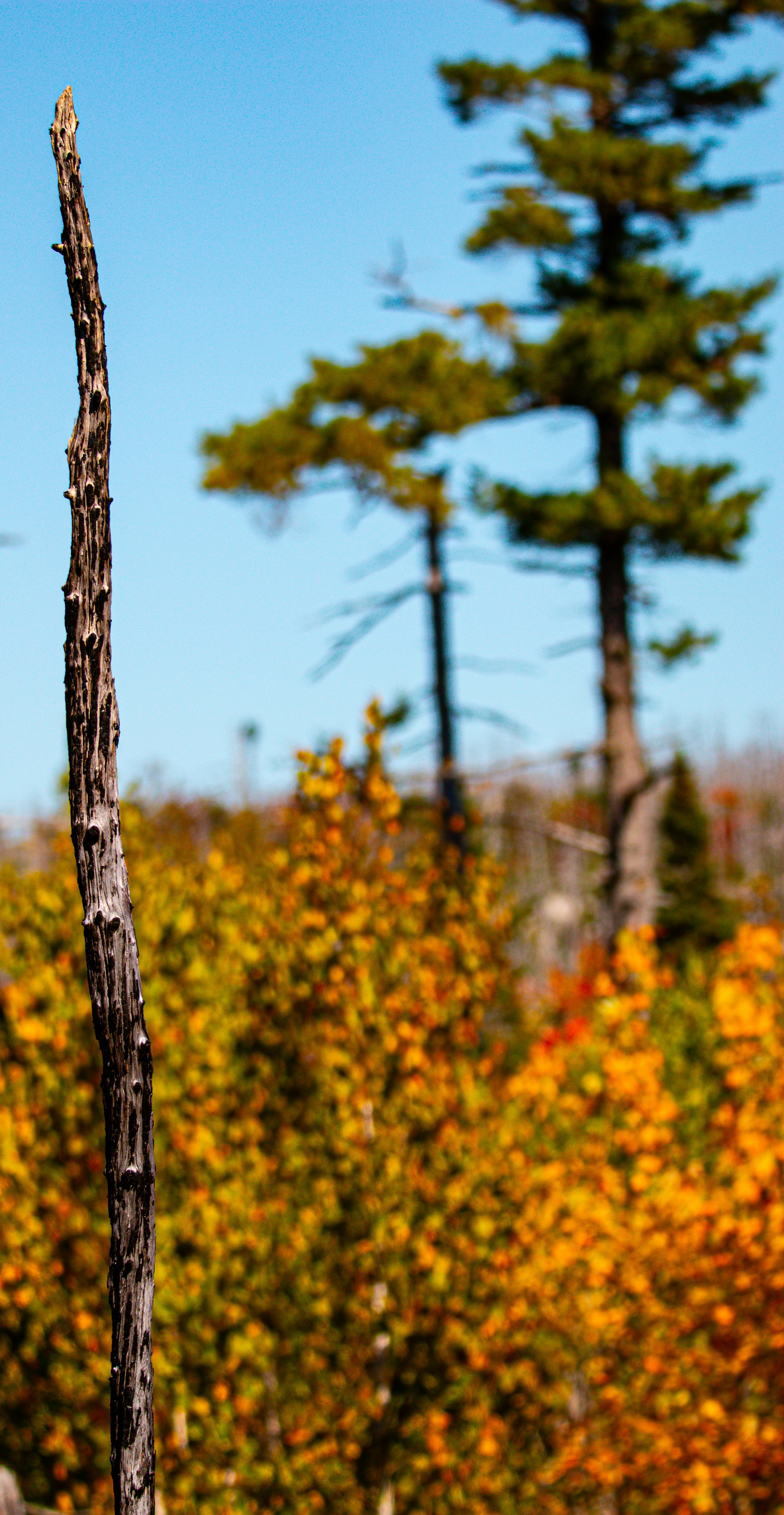 Nature's Resilience: A Stalwart Remnant