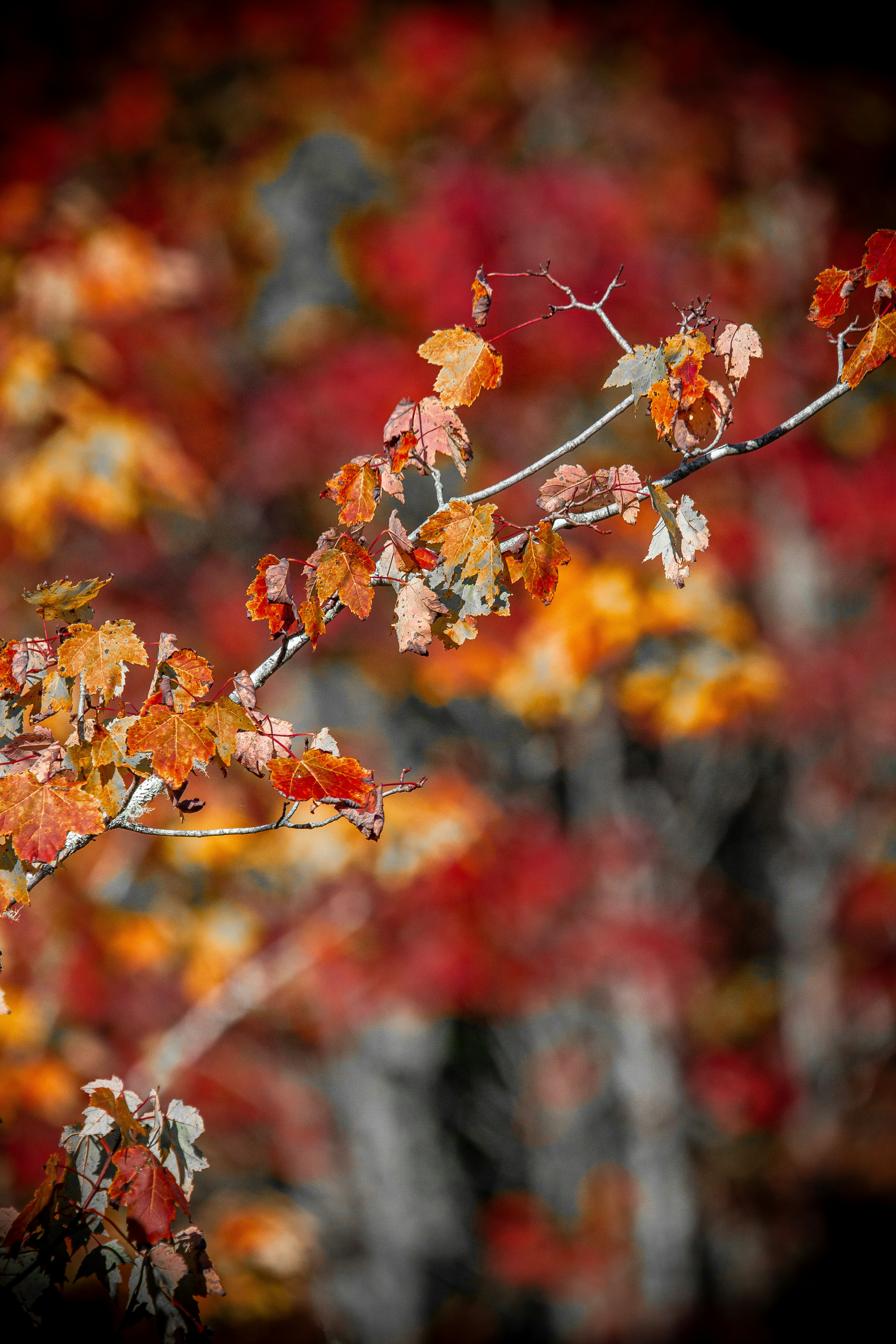 Autumn's Whisper: A Leafy Symphony