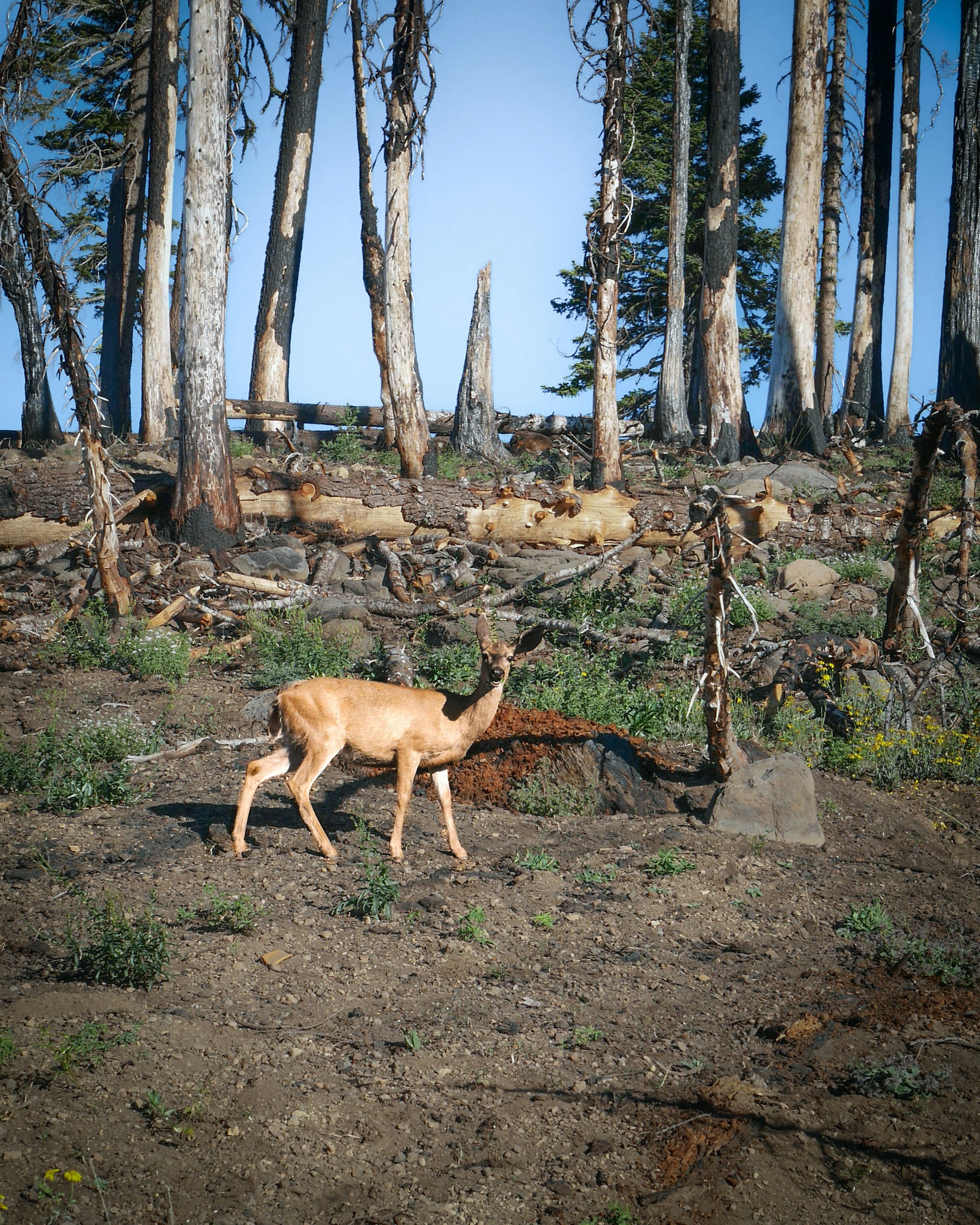 Resilience in the Wake of Nature's Fury
