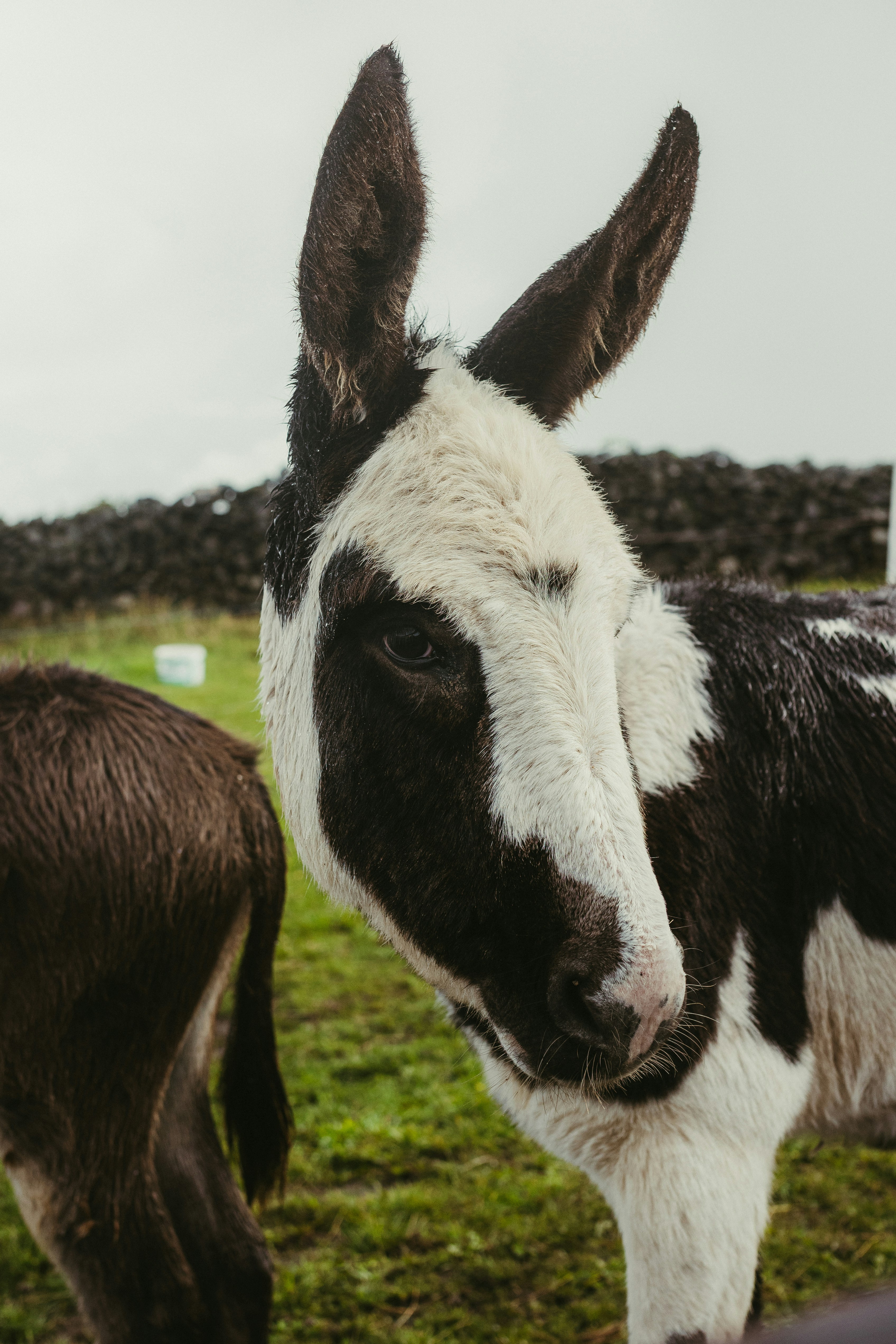 The Curious Gaze of a Farm Companion