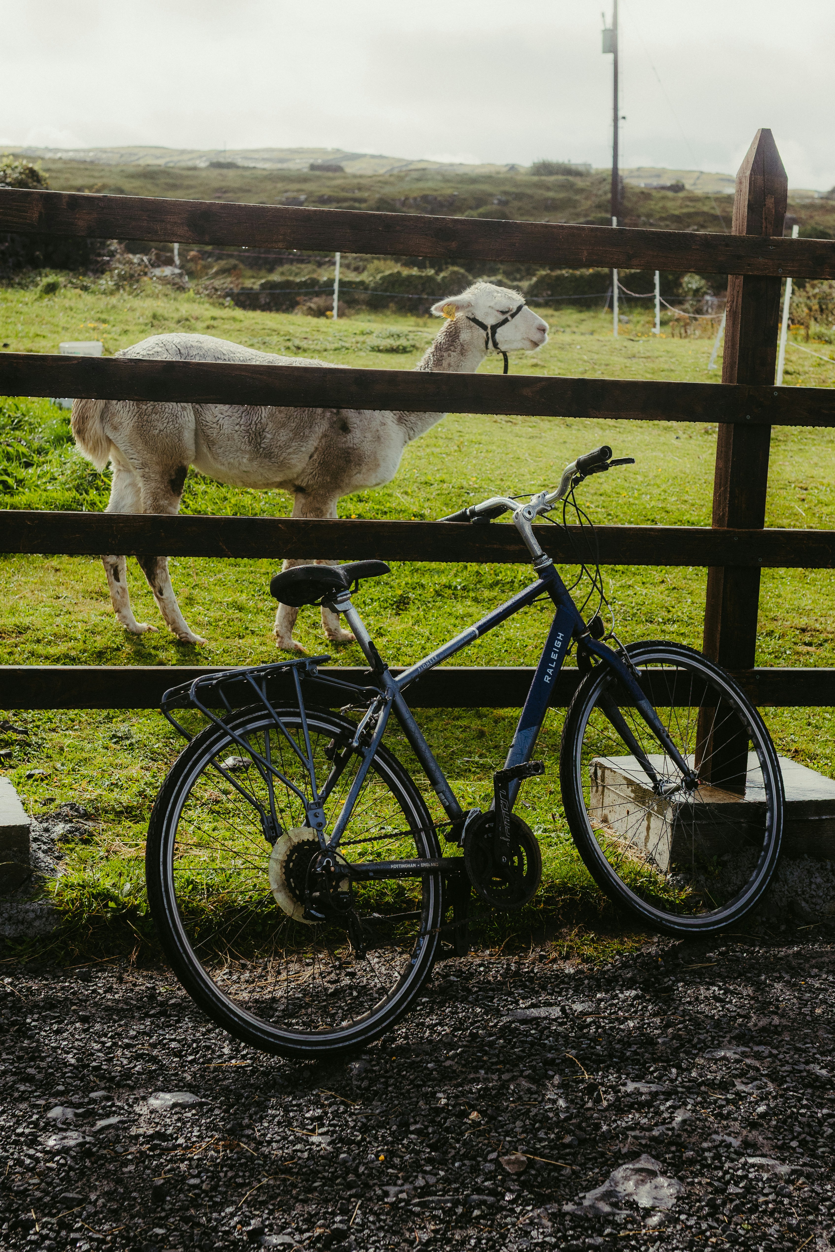A Pastoral Pause: Bicycle and Sheep at the Fence