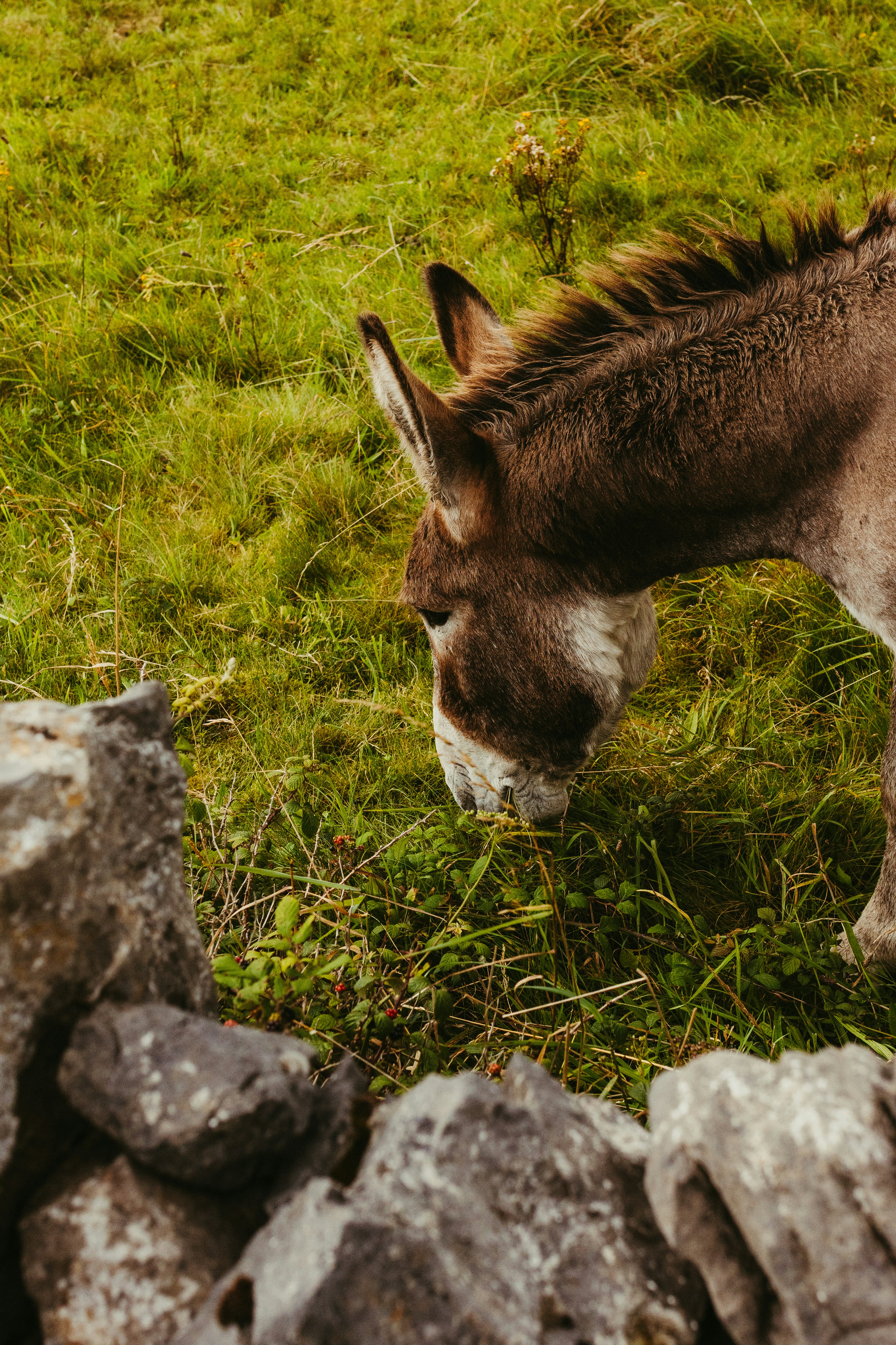 Grazing Serenity: A Donkey's Day in the Meadow