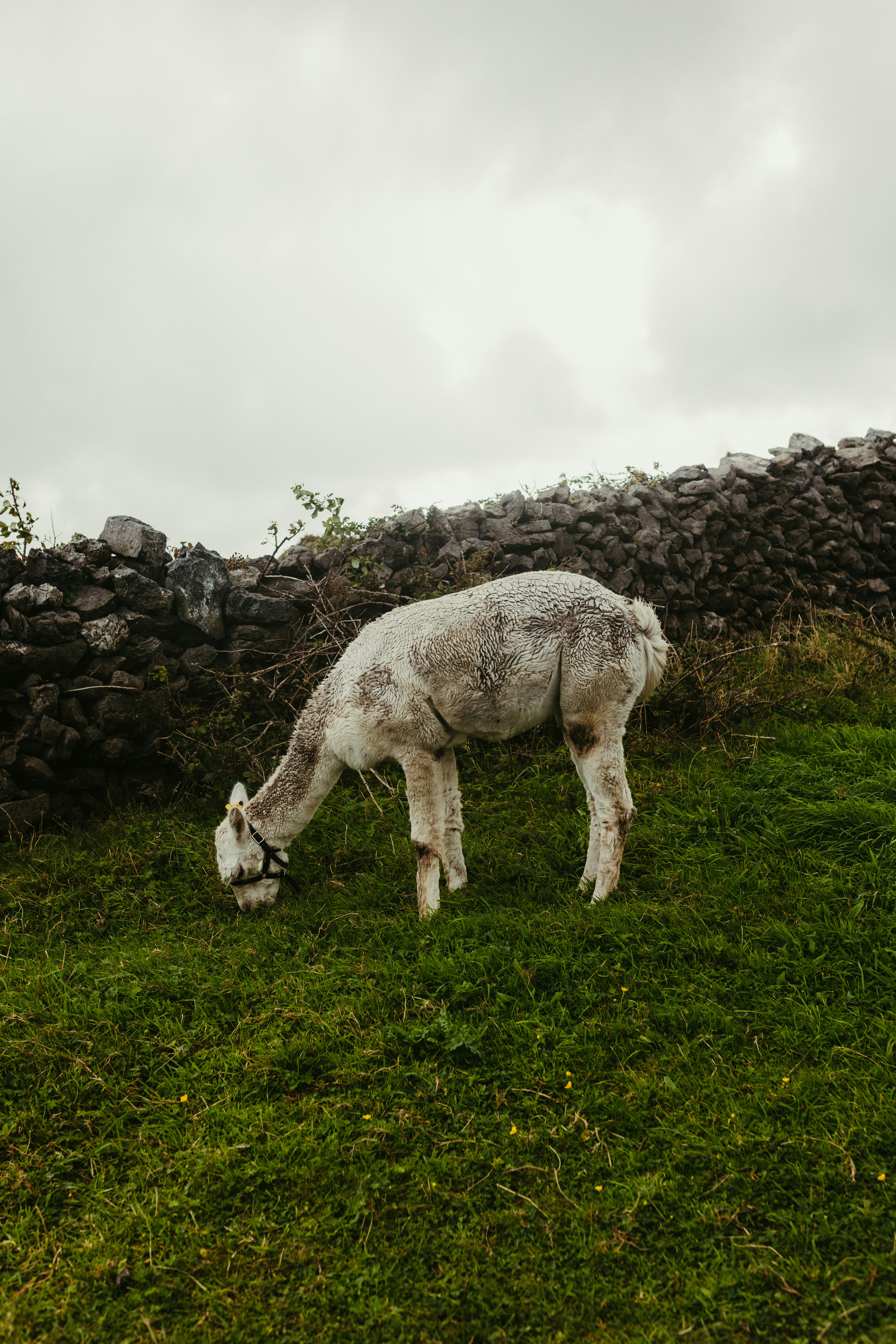 A white alpaca grazes on a grassy hill.