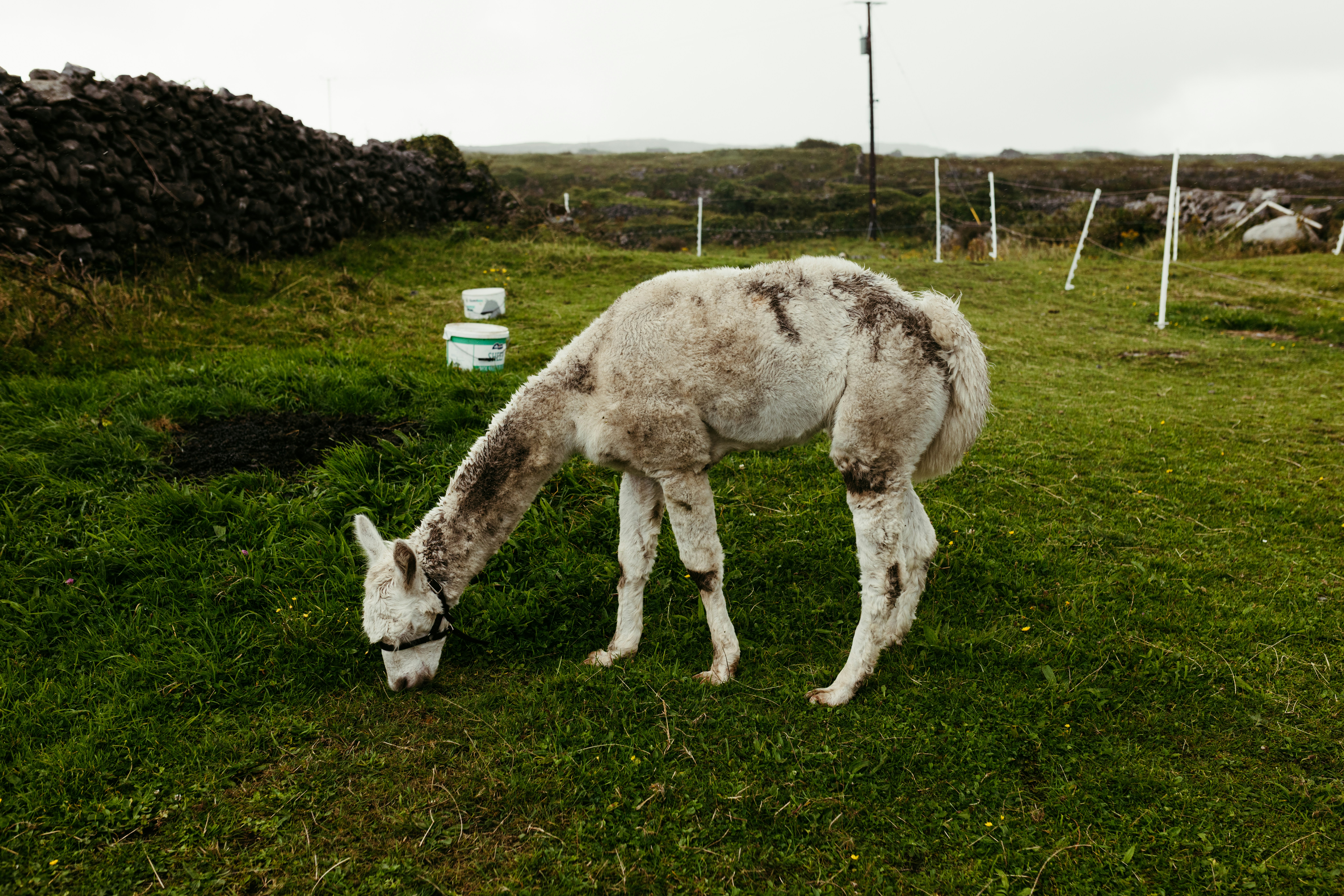 Grazing in the Mist: A Serene Moment with Nature