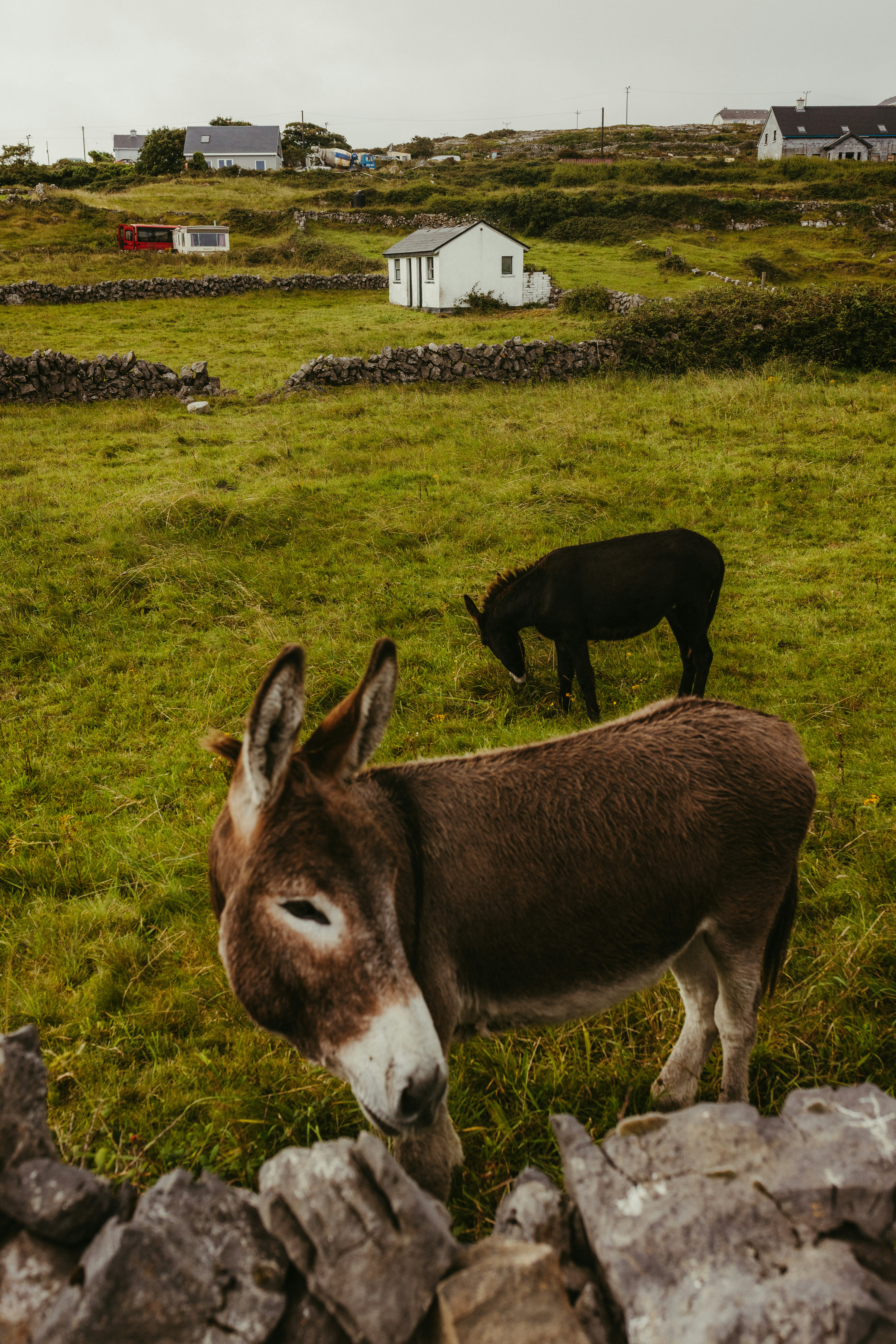 Grazing by the Stone Wall: A Donkey's Quiet Moment