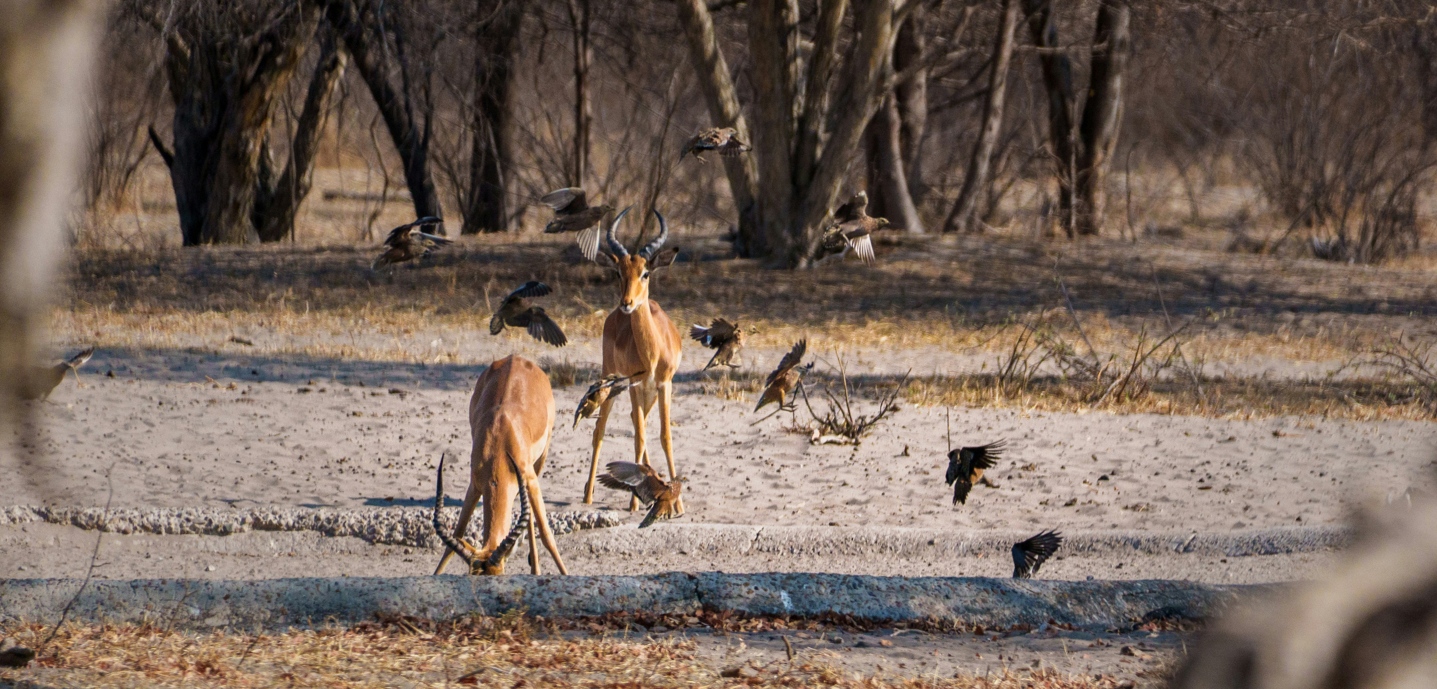 Dappled Dawn: Impalas Paused as Crows Inspect the Clearing