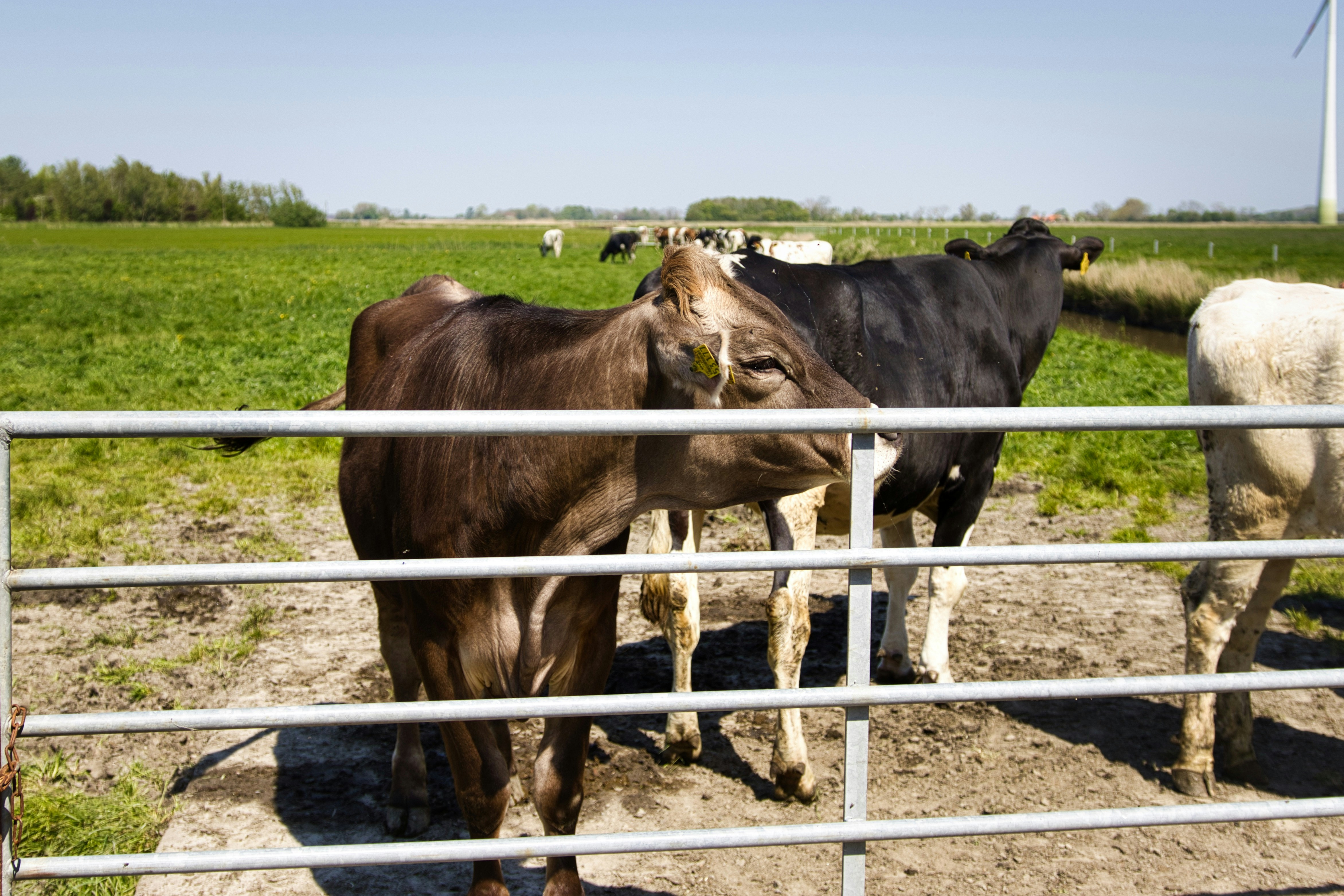Moo-ving Moments: A Day in the Pasture