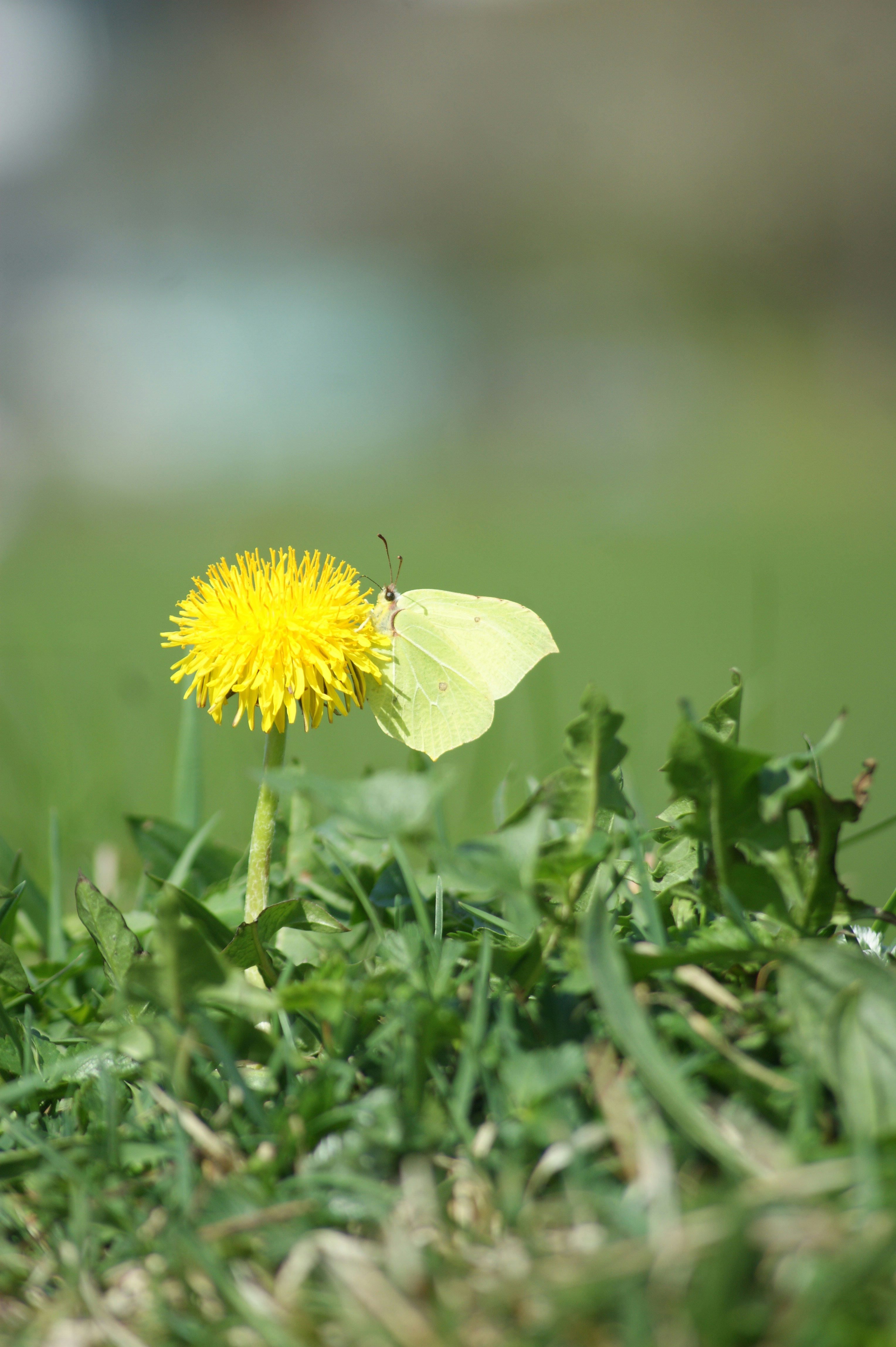 Whispers of Spring: A Butterfly's Embrace