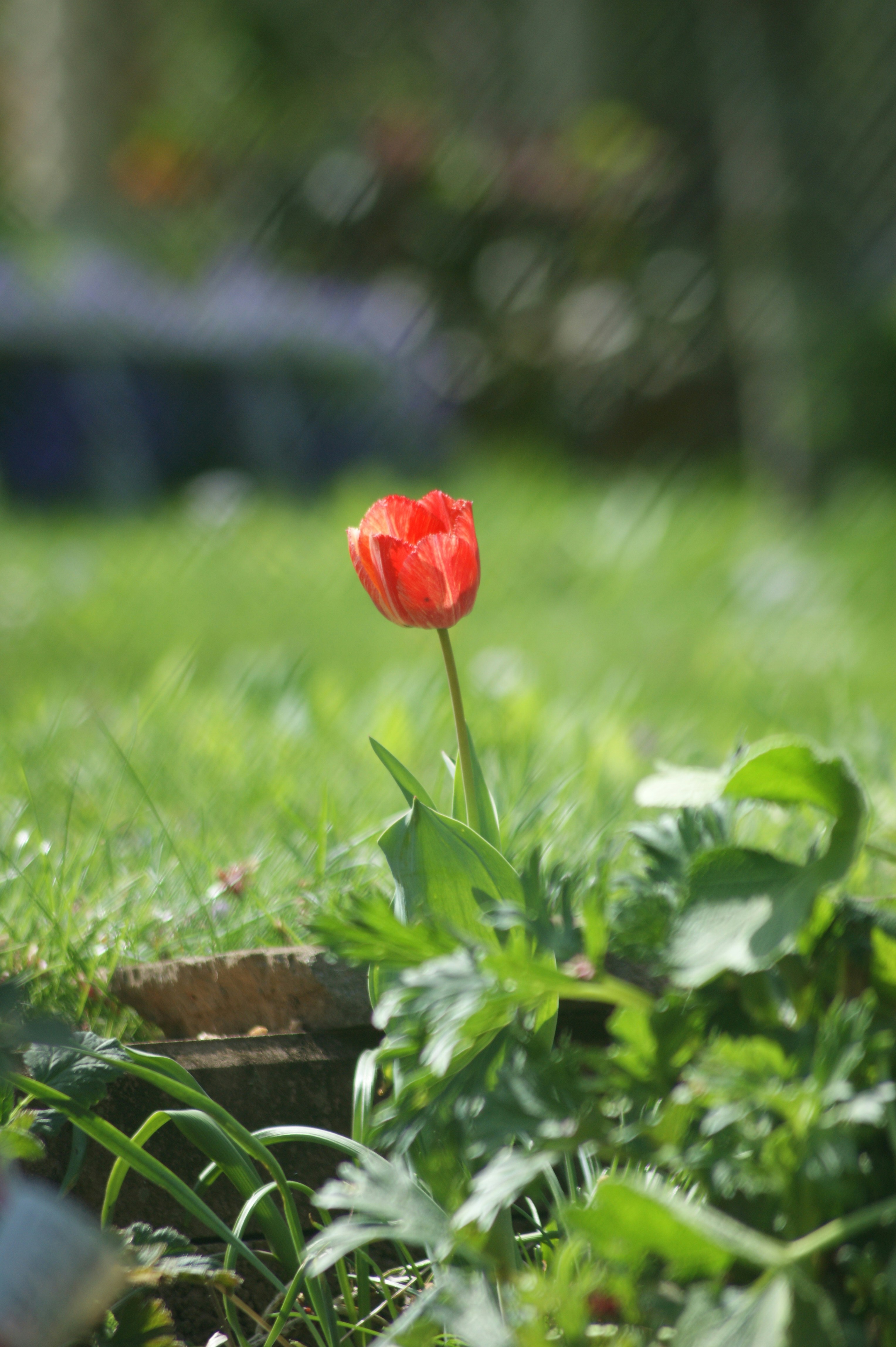 The Resilient Bloom in a Sea of Green