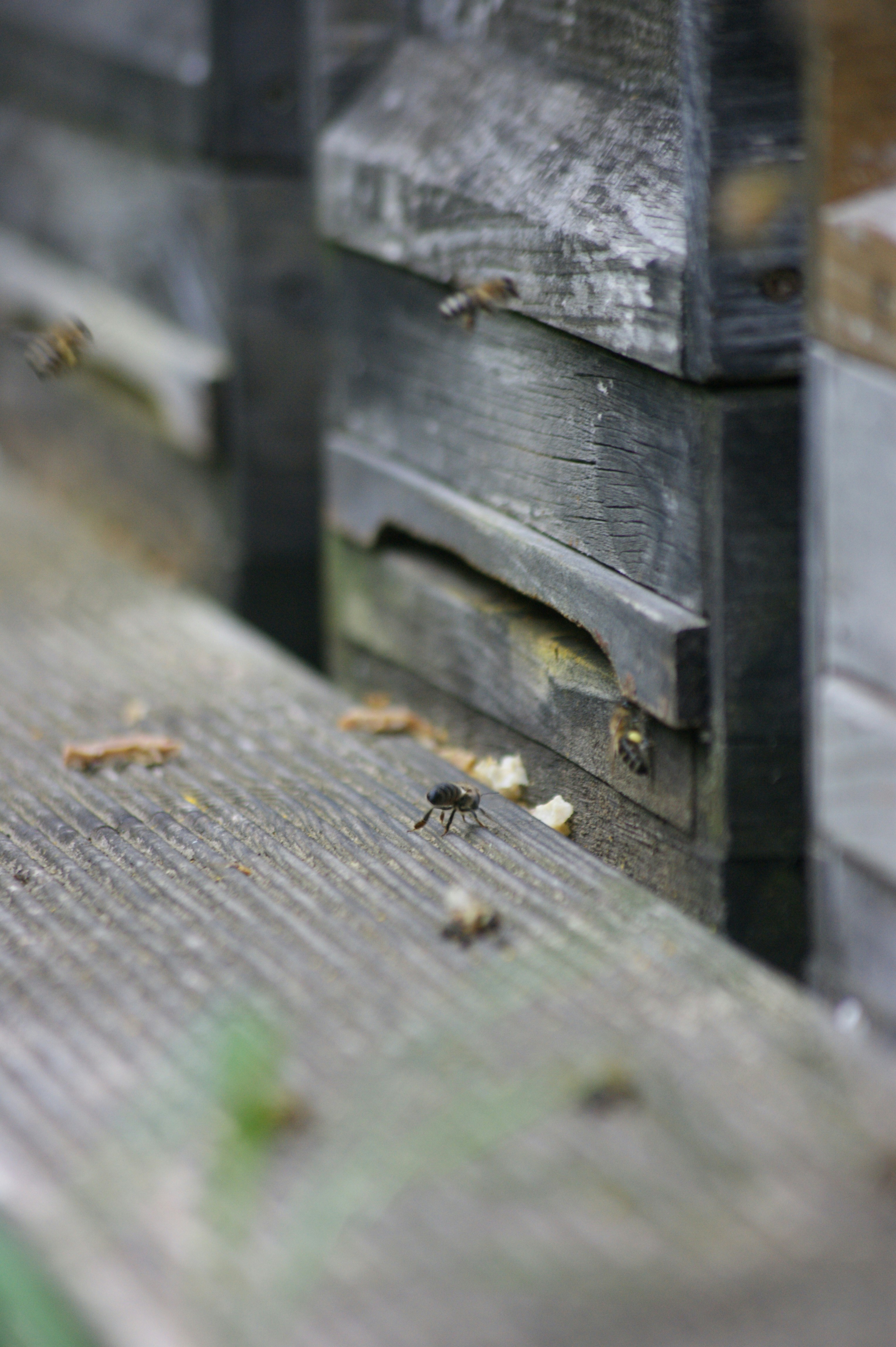The Buzz of Nature's Architects