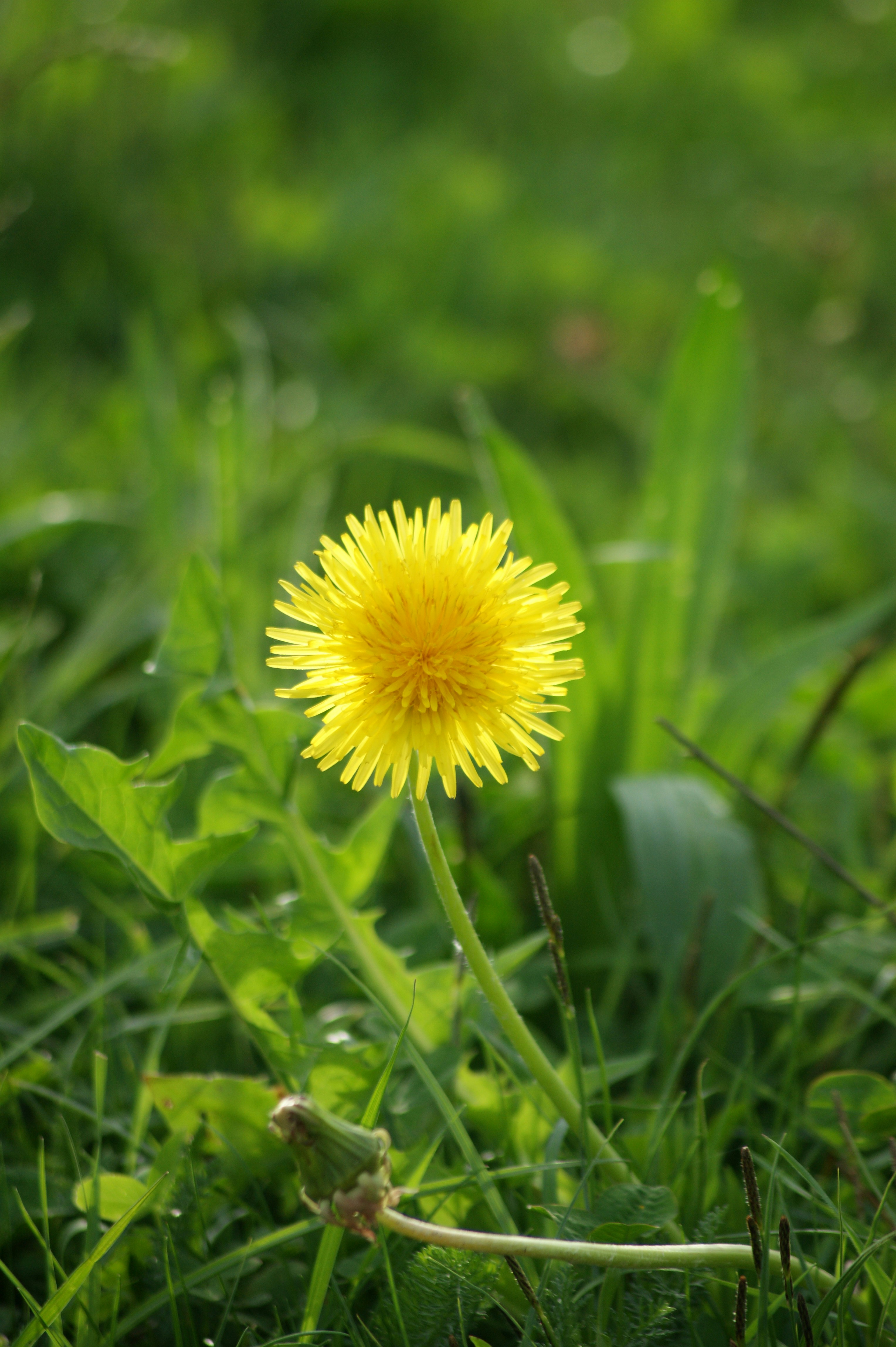 Golden Whispers of Spring