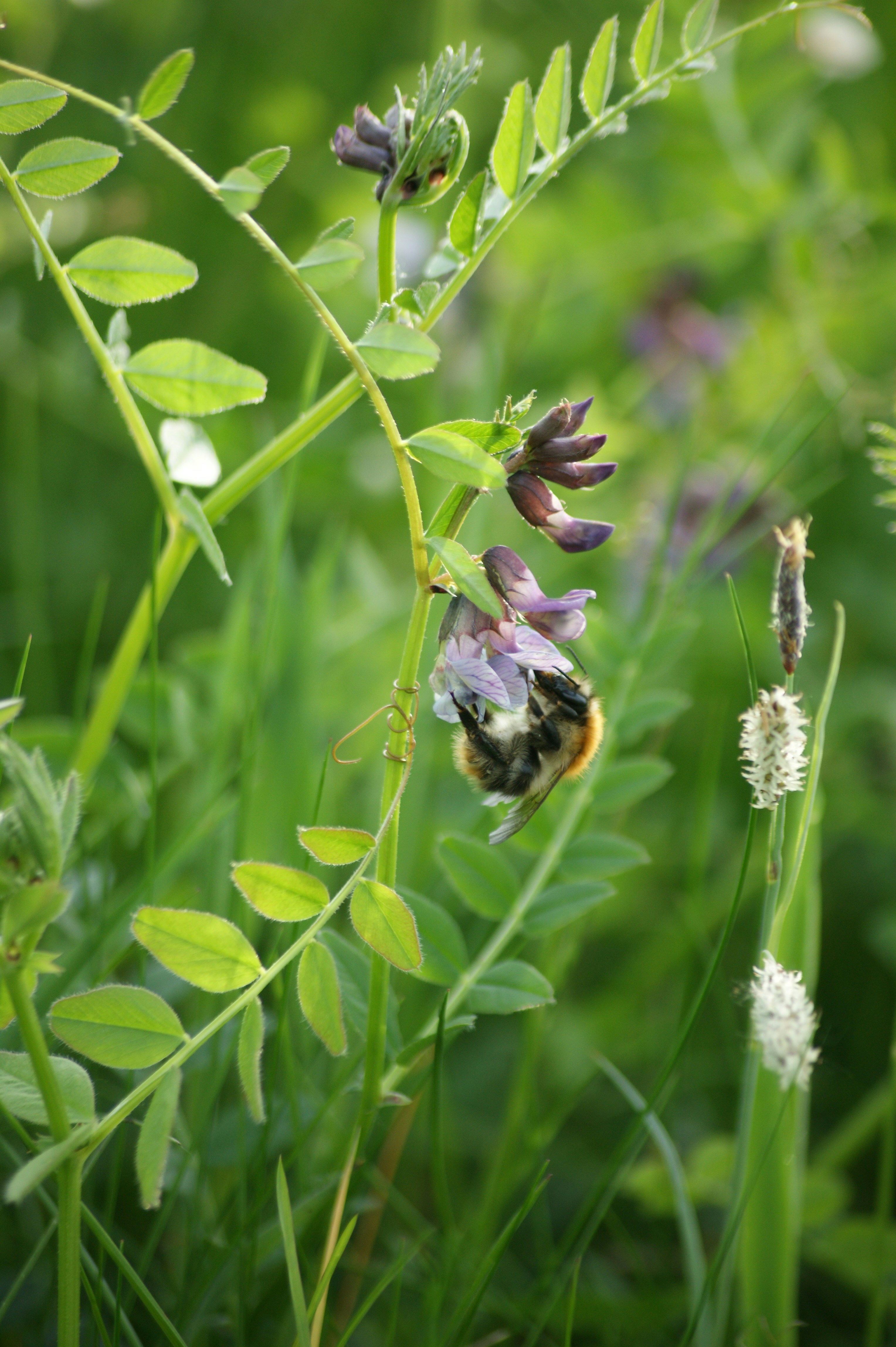 Nature's Pollinator in Action
