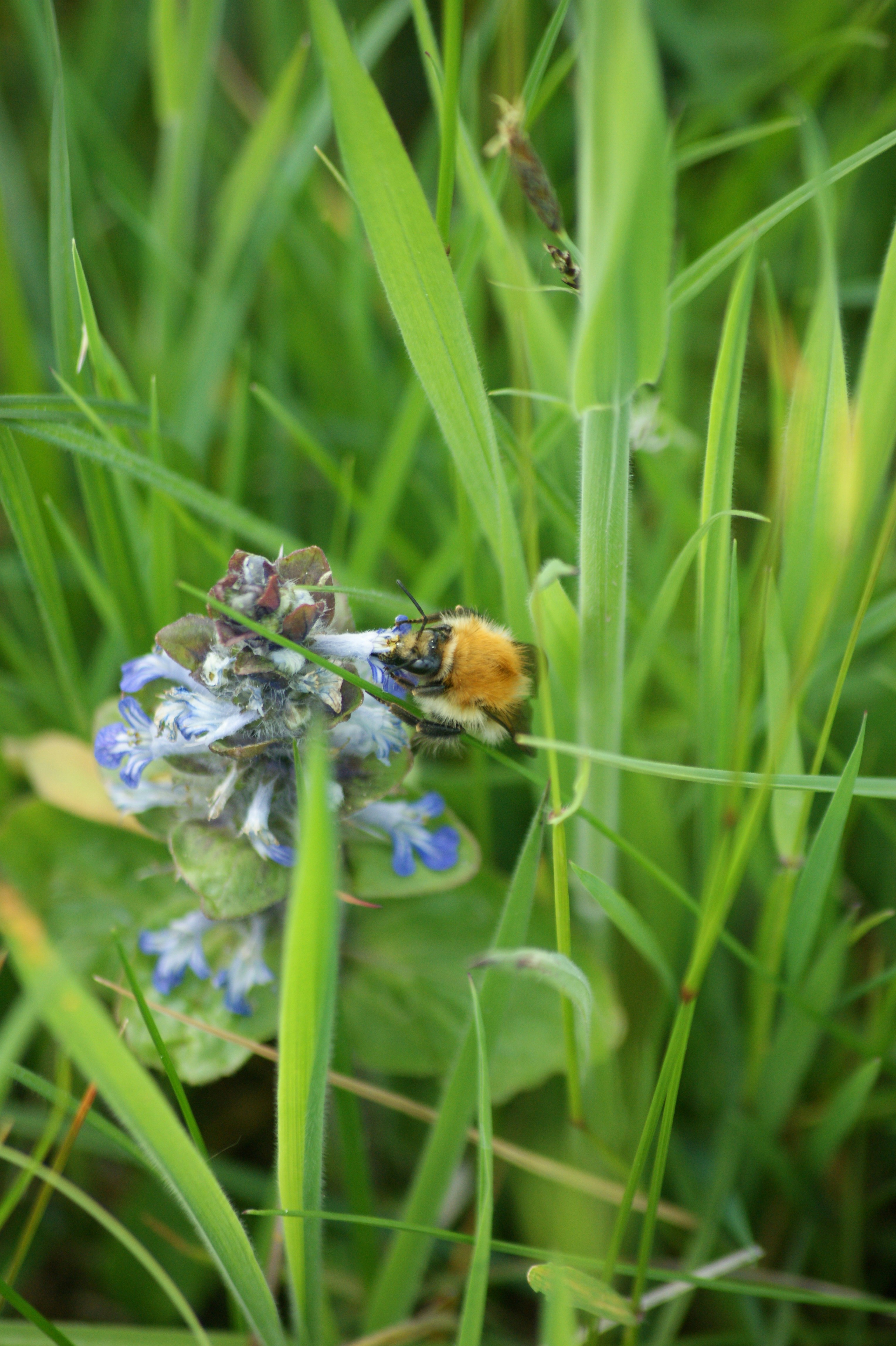 Amber Bumblebee on a Violet-Blue Bloom Amid Emerald Grass