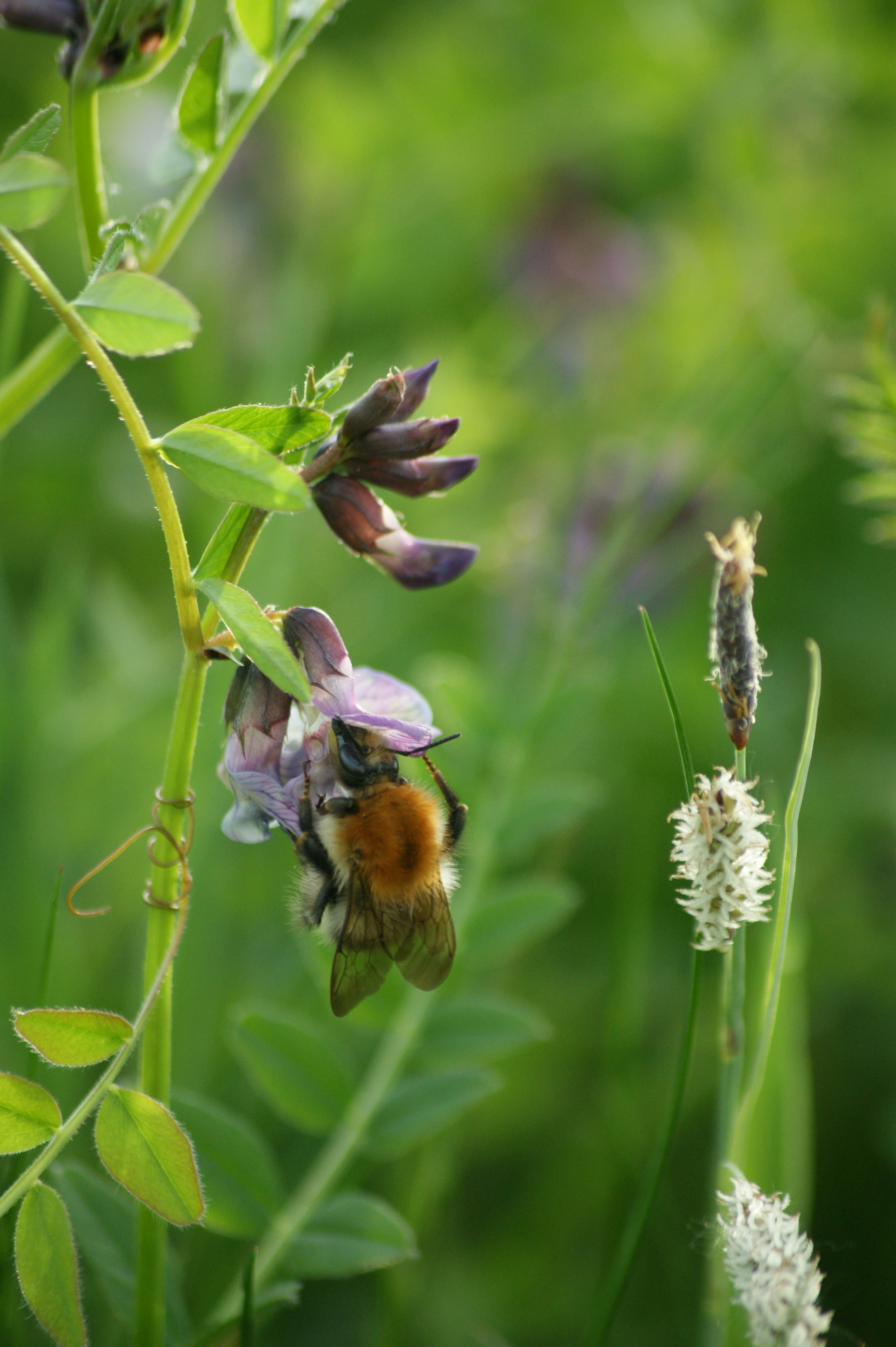 Nature's Pollinator at Work