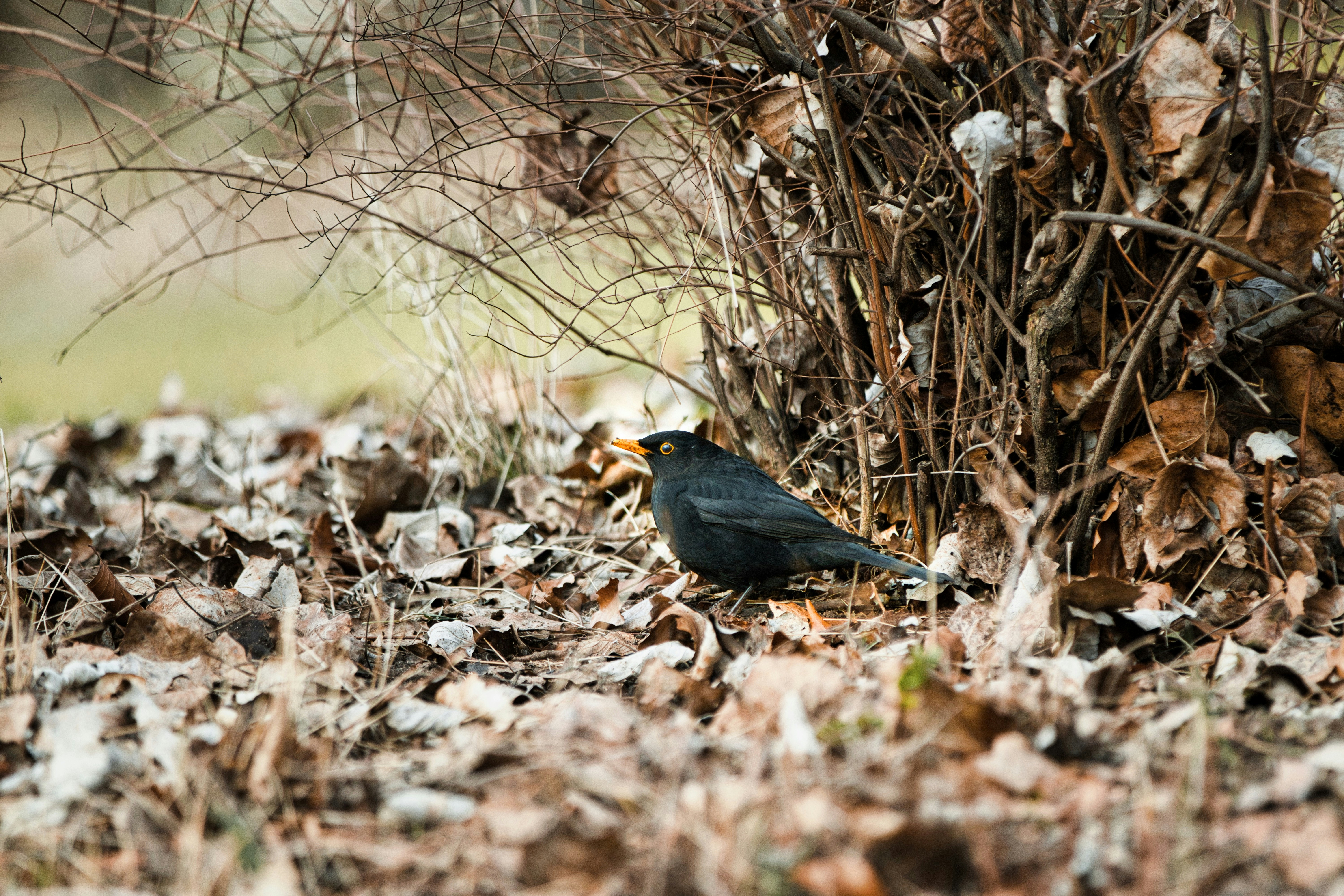 A Moment of Stillness: The Blackbird's Watch