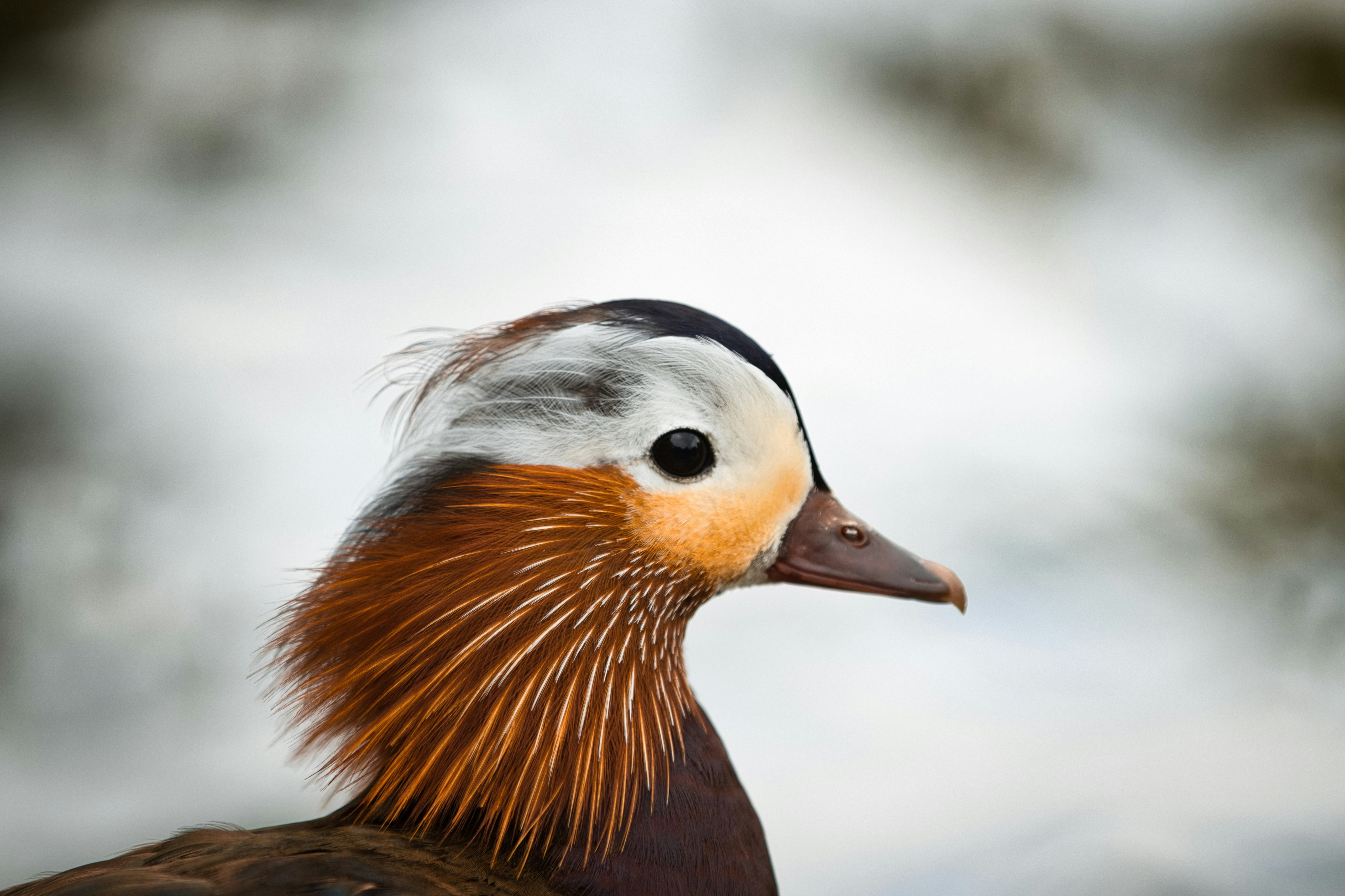 Ember and Ice: Close-Up Portrait of a Mandarin Duck