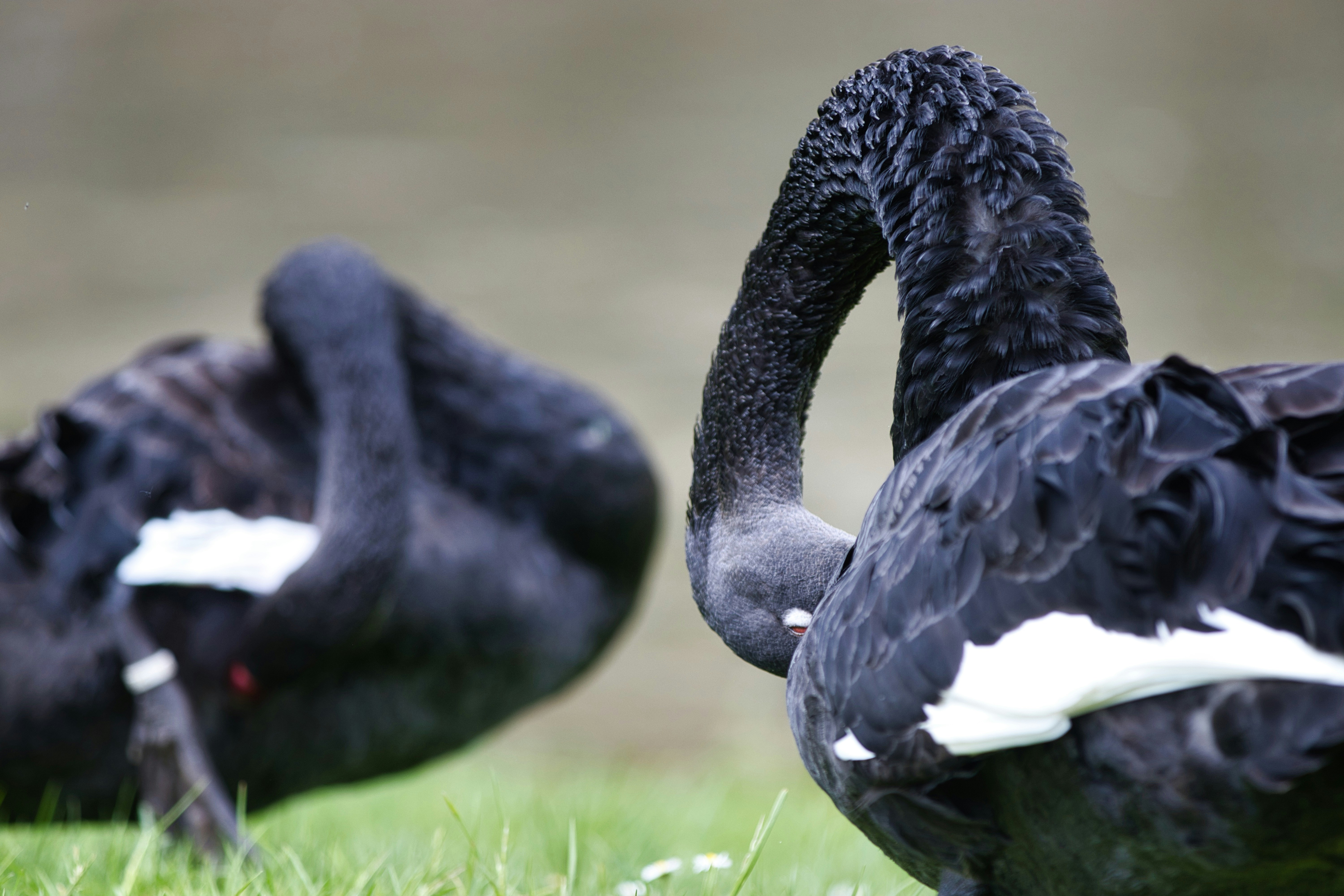 Two black swans with white markings on grass