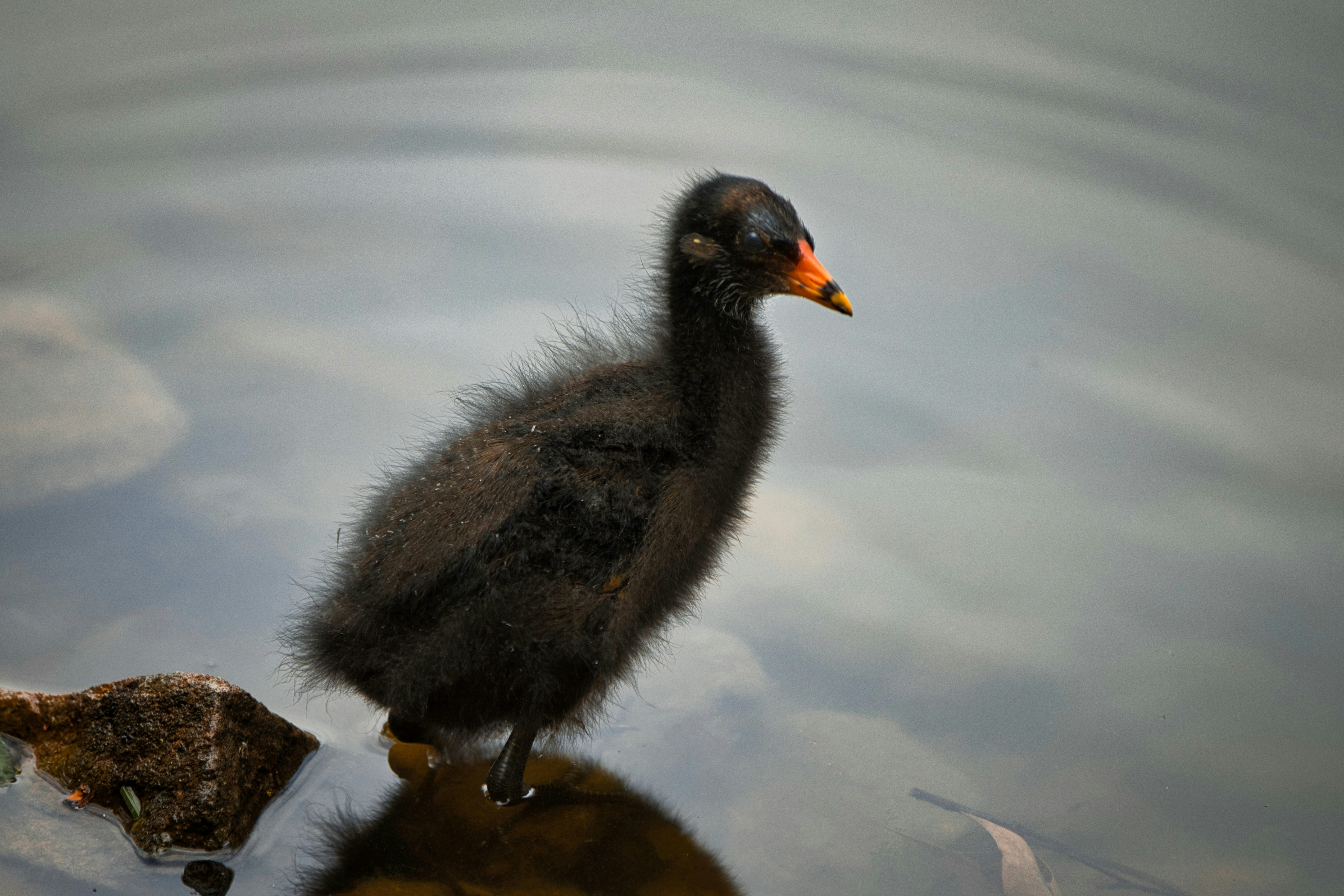 A fluffy moorhen chick stands on a rock at the water's edge, showcasing its distinctive black plumage and bright orange beak. The calm water reflects its surroundings softly.