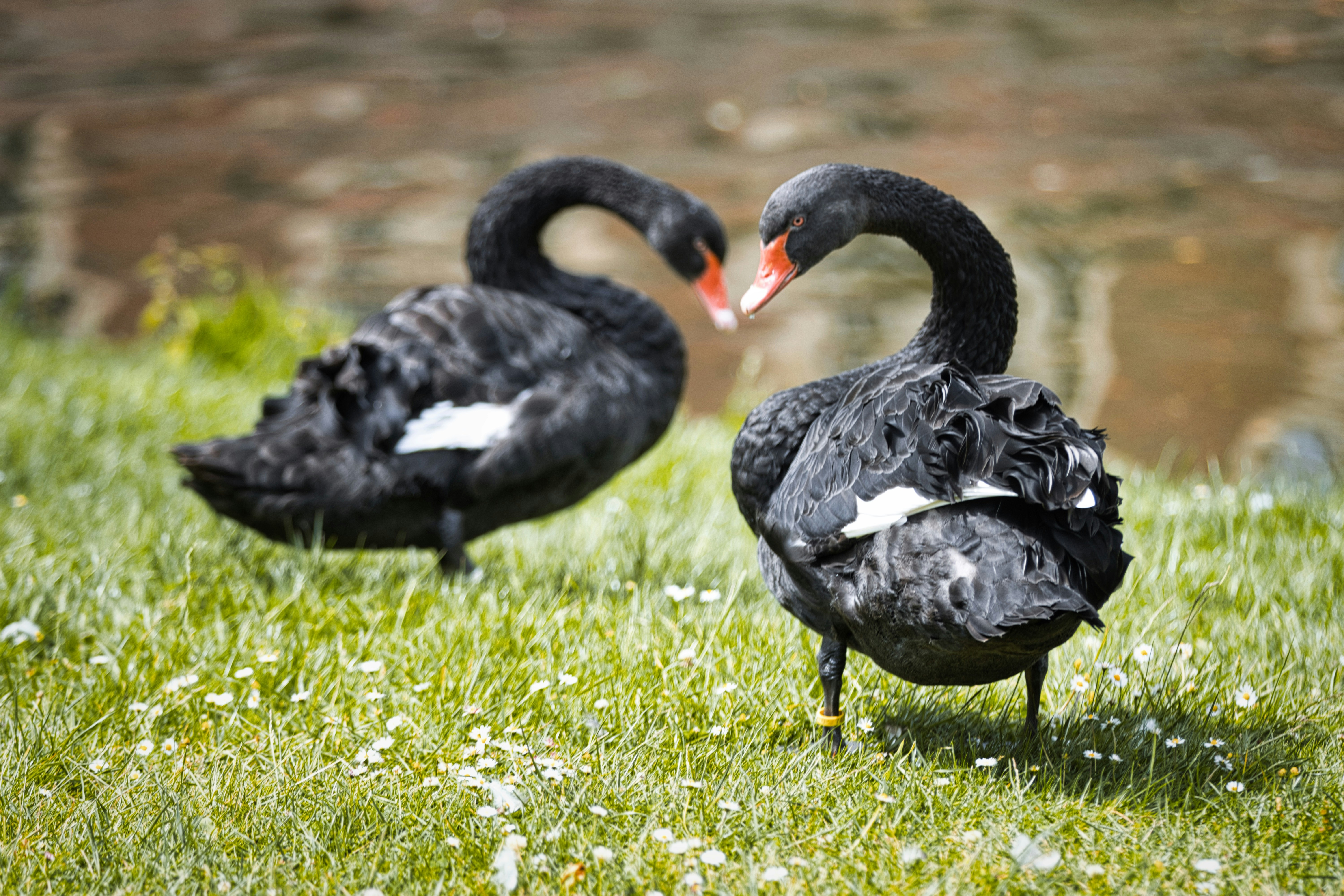 Two Black Swans Share a Tender Moment at the Grassy Shore