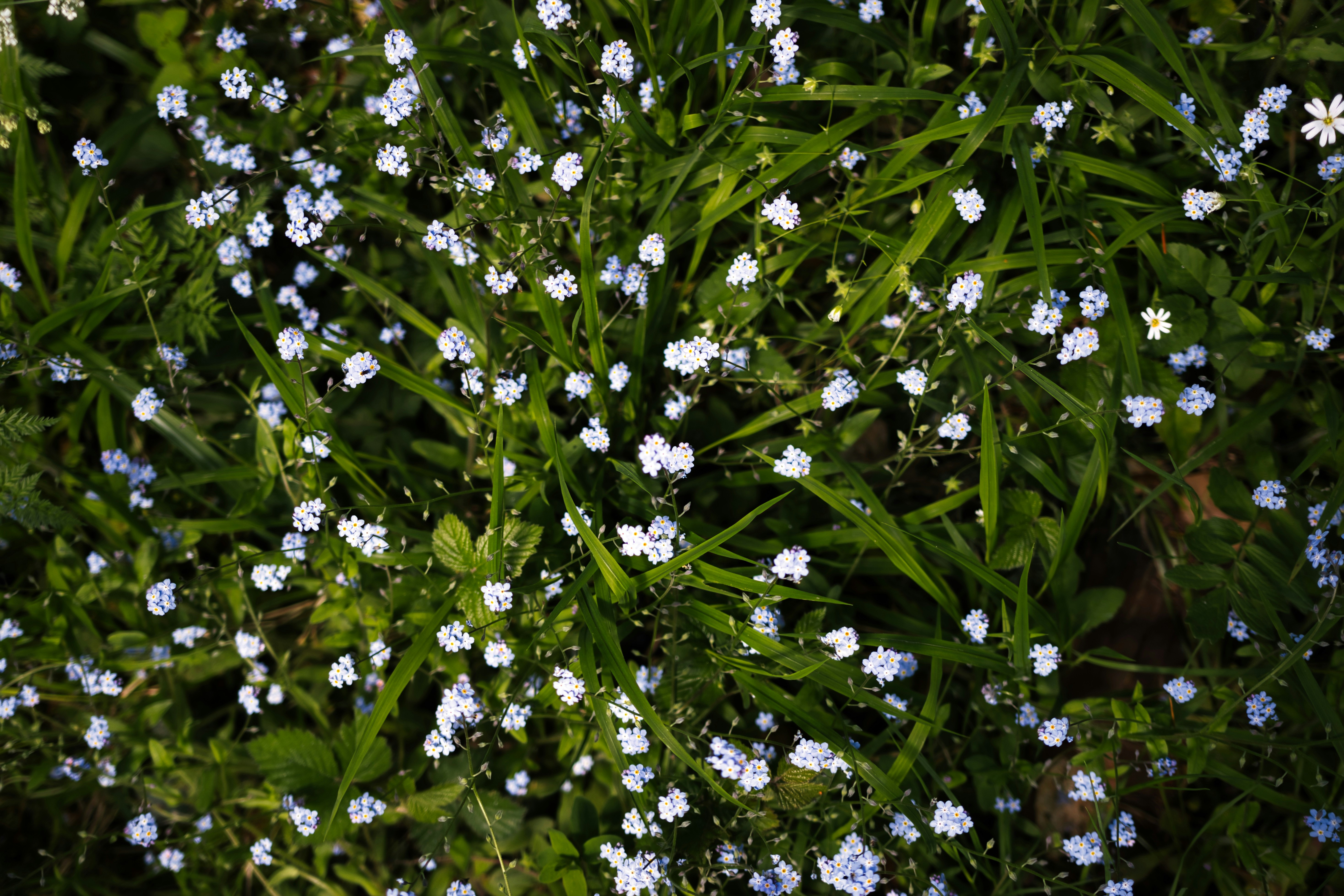 Emerald Carpet of Tiny White Blooms