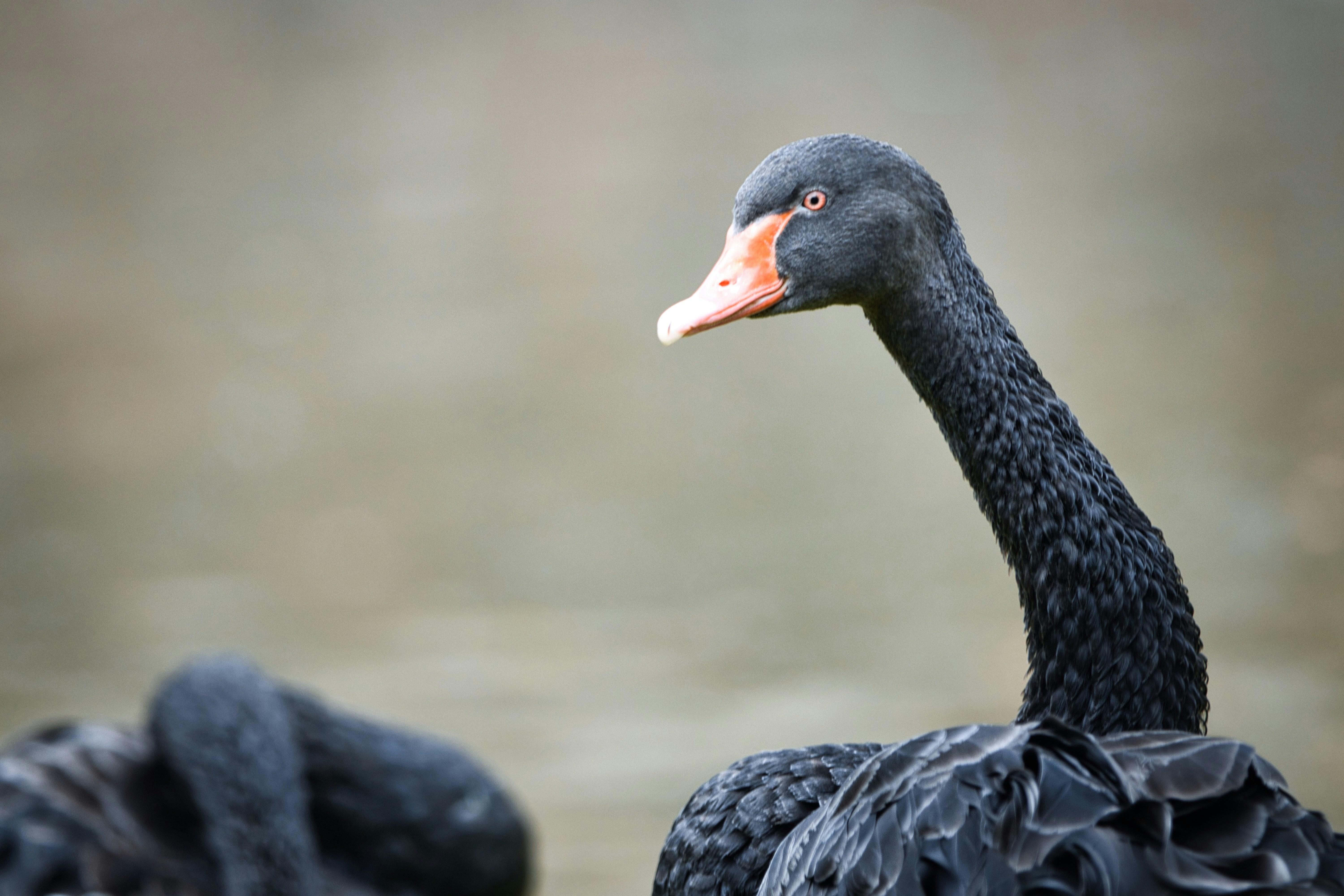 Close up of a black swan with orange beak.