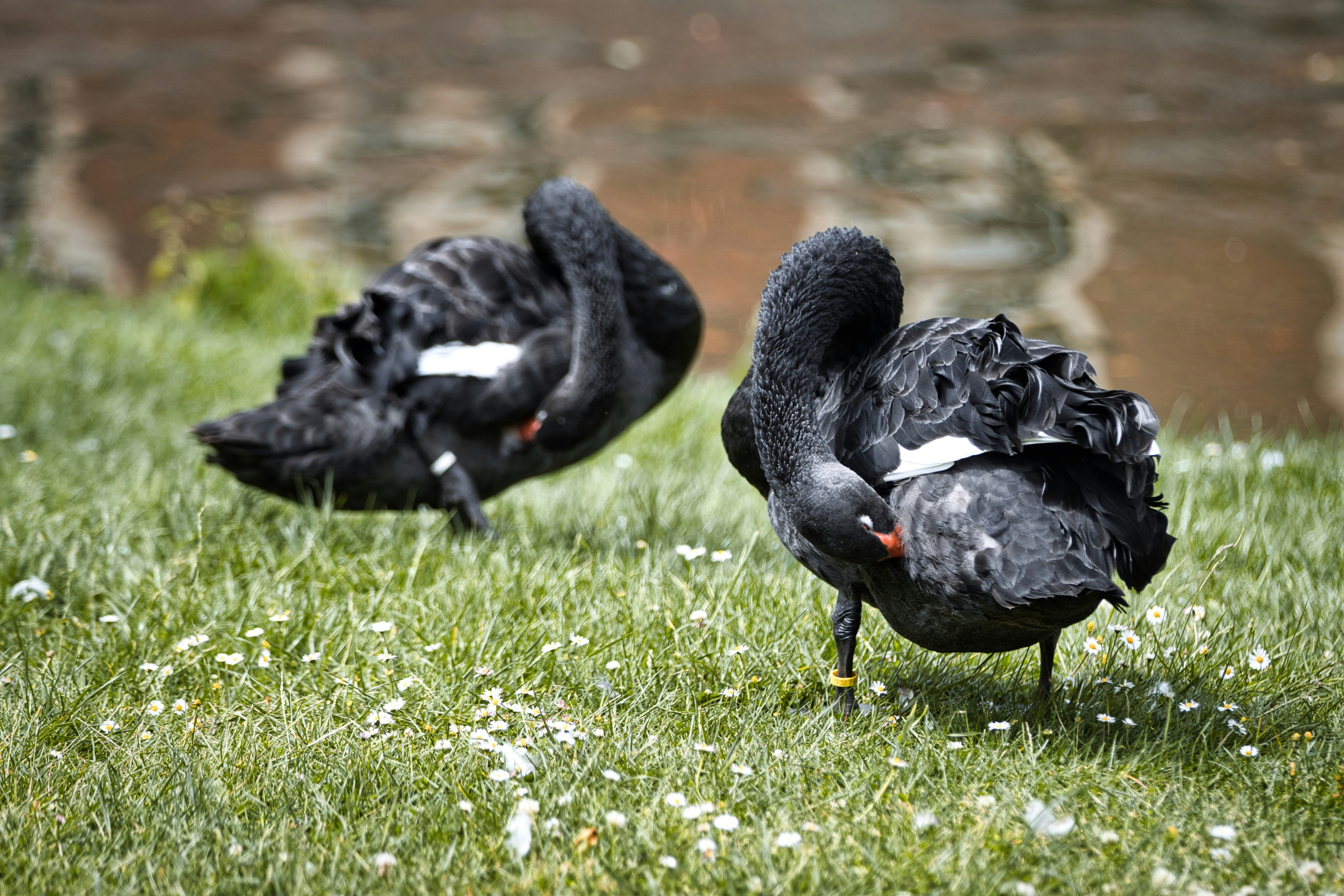 Elegance in Motion: The Graceful Black Swans