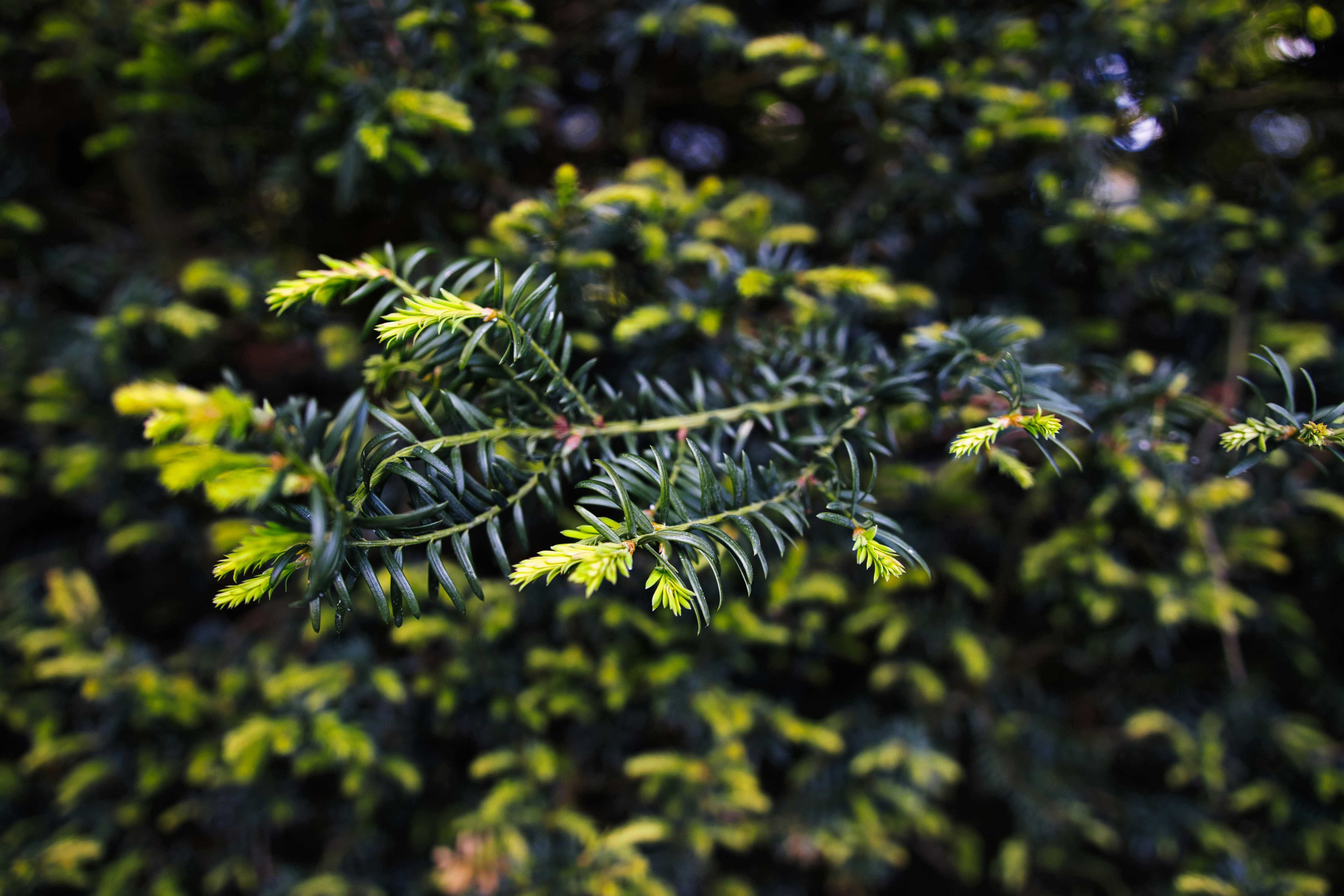 Emerald Whispers: A Close-Up of Nature's Palette