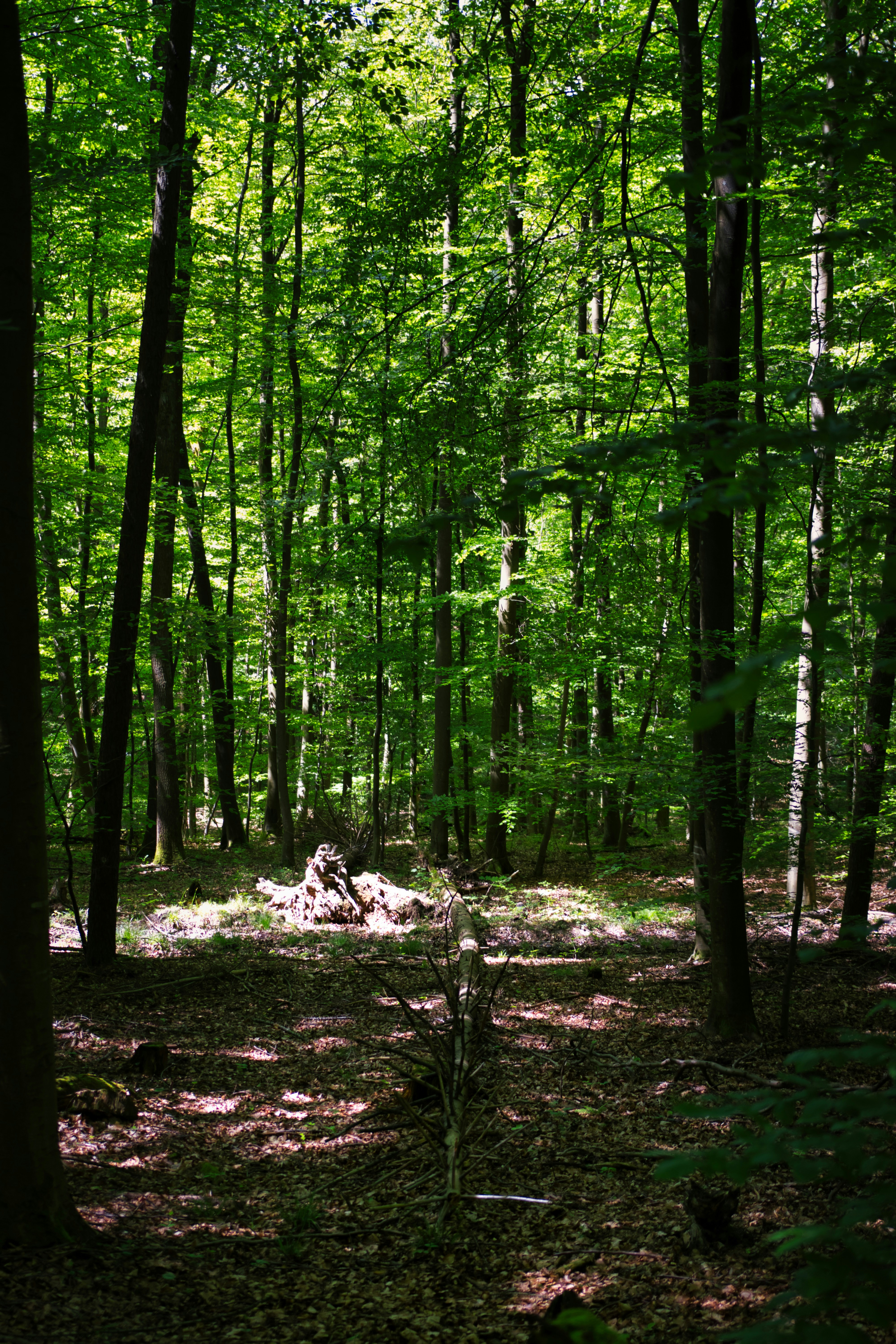 Spotlight on a Mossy Stump: Quiet Light in a Green Cathedral