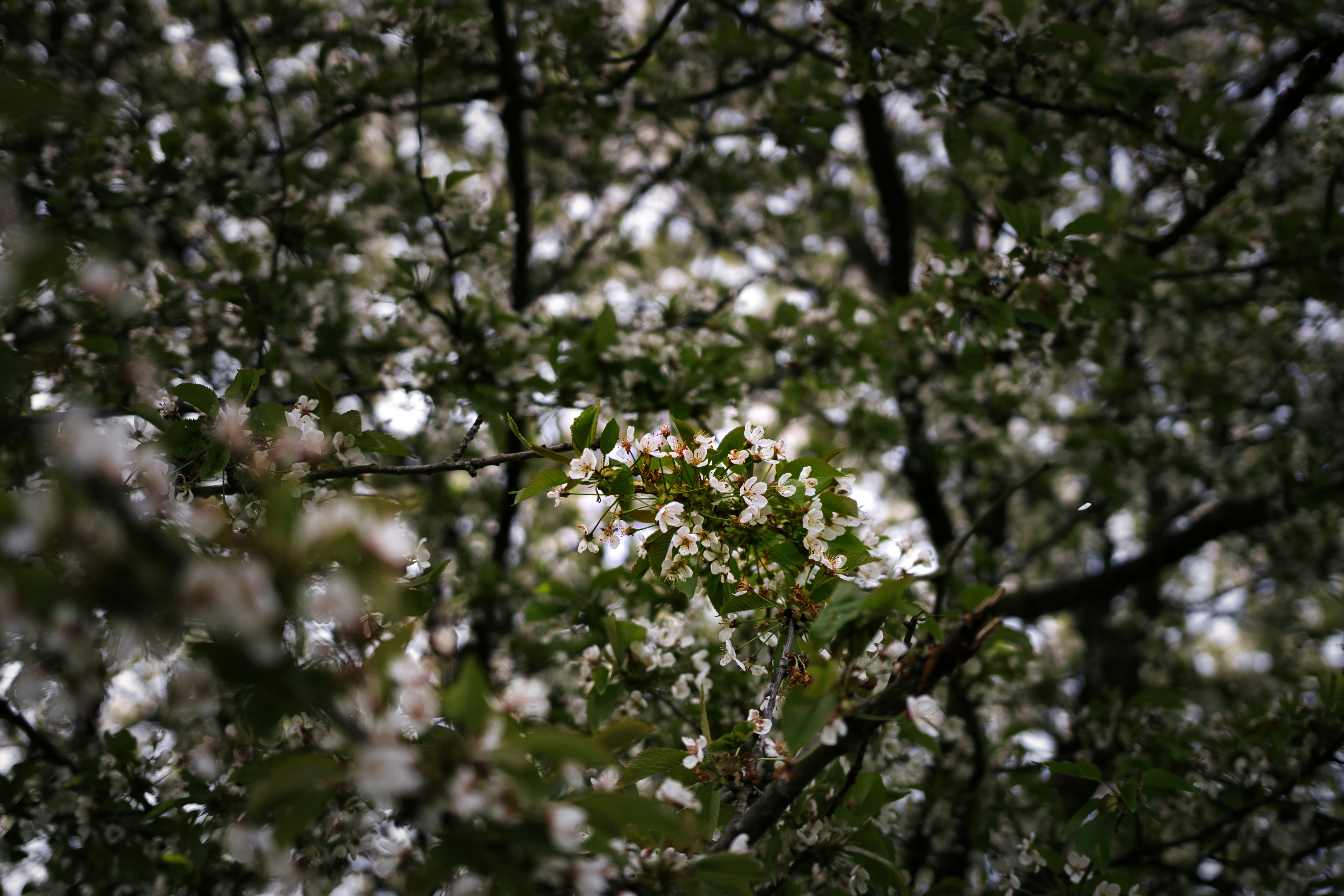 Delicate white blossoms on a leafy tree branch.