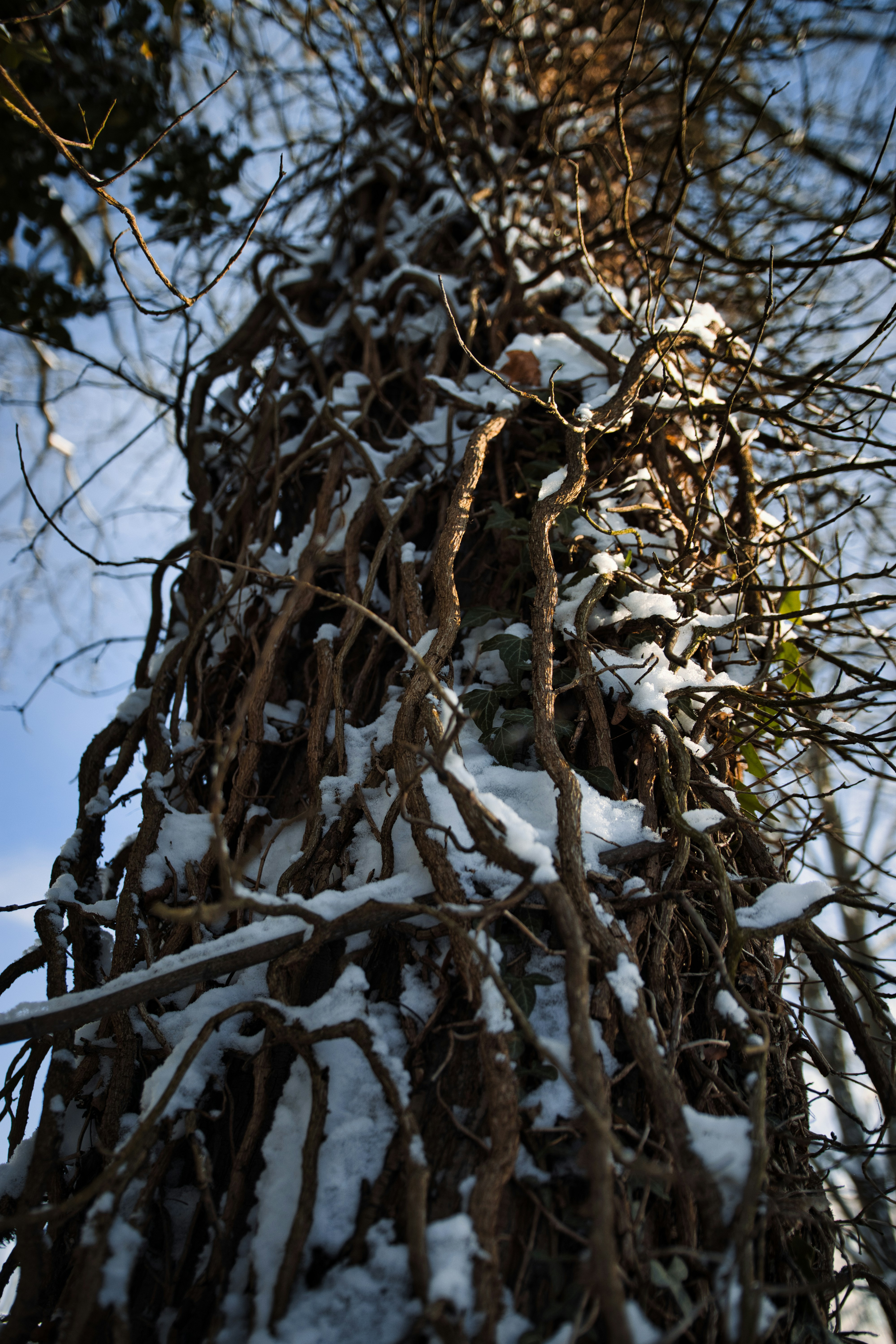 Nature's Embrace: A Winter's Tangle