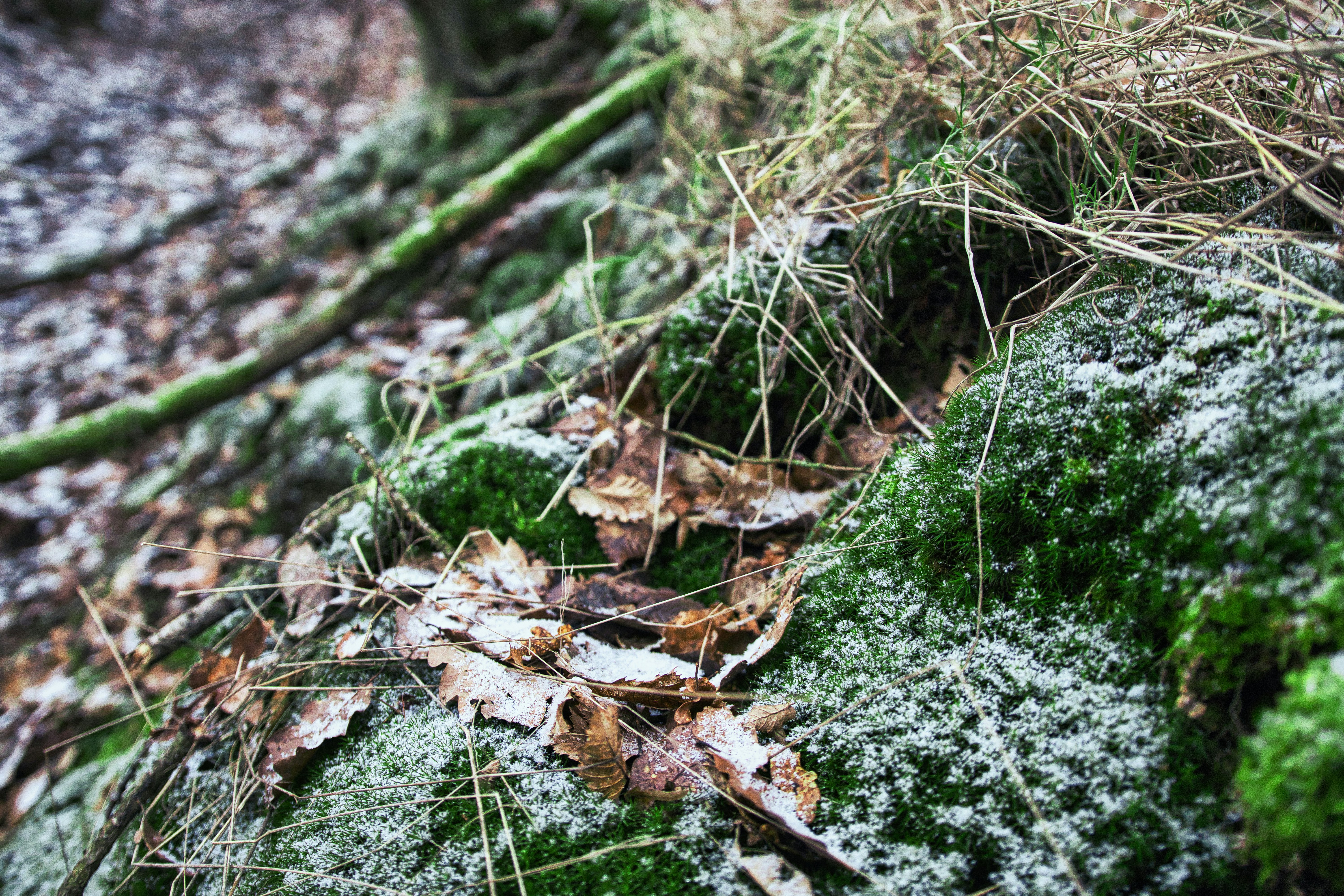 Winter's Frost on Moss-Covered Debris: A Quiet Forest Floor Moment