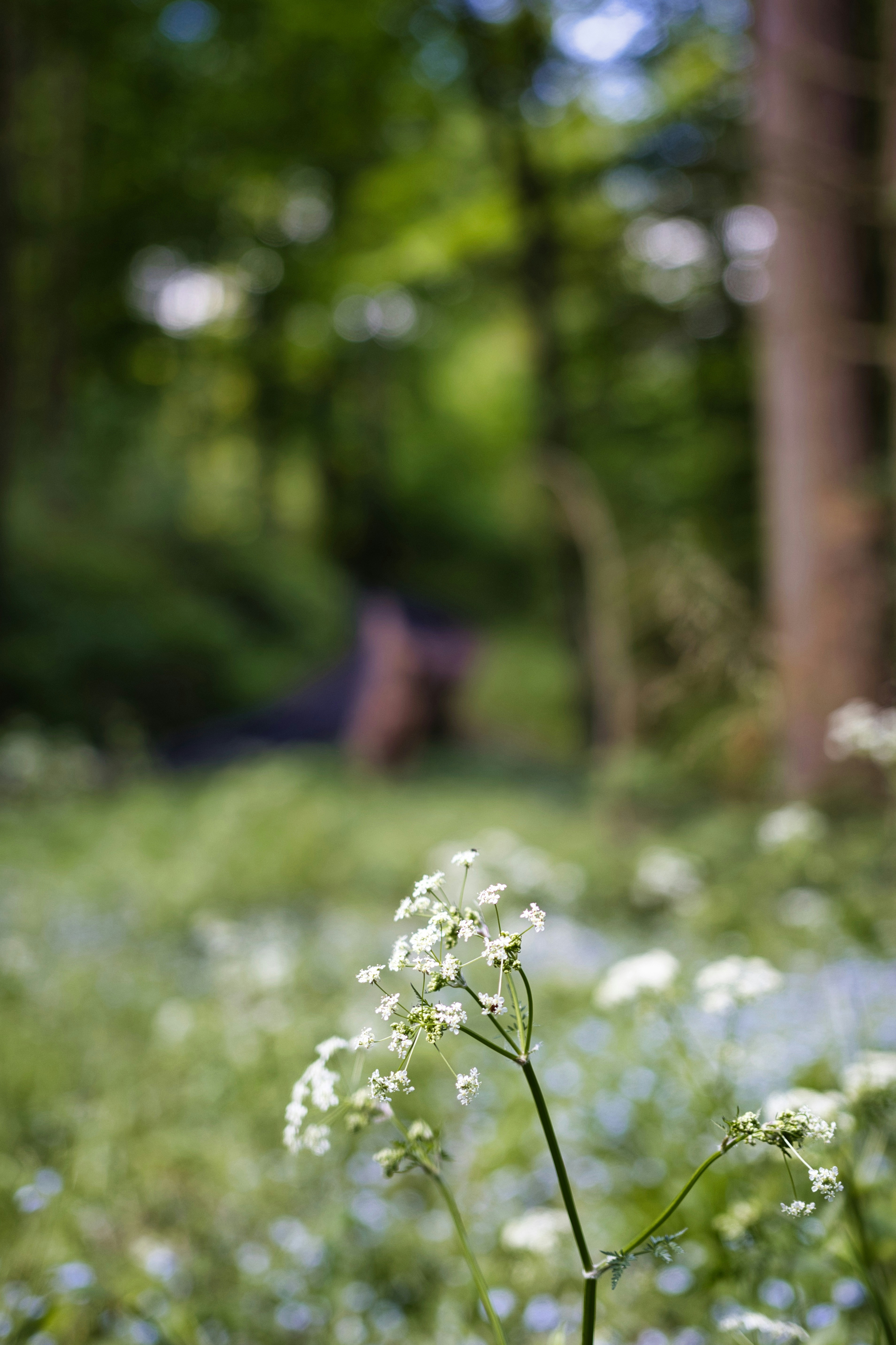 Whispers of Nature: A Floral Embrace