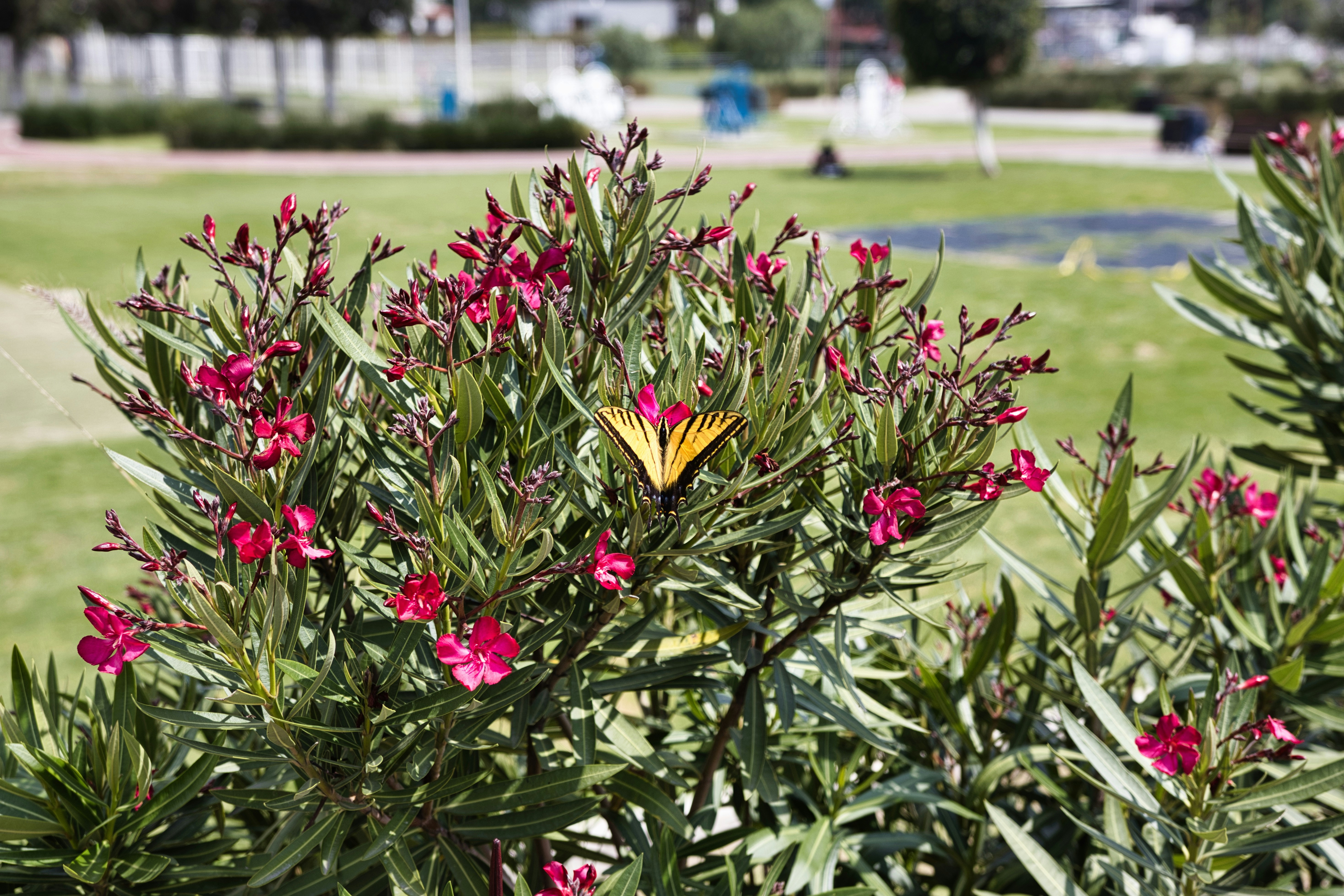 Nature's Palette: A Dance of Color