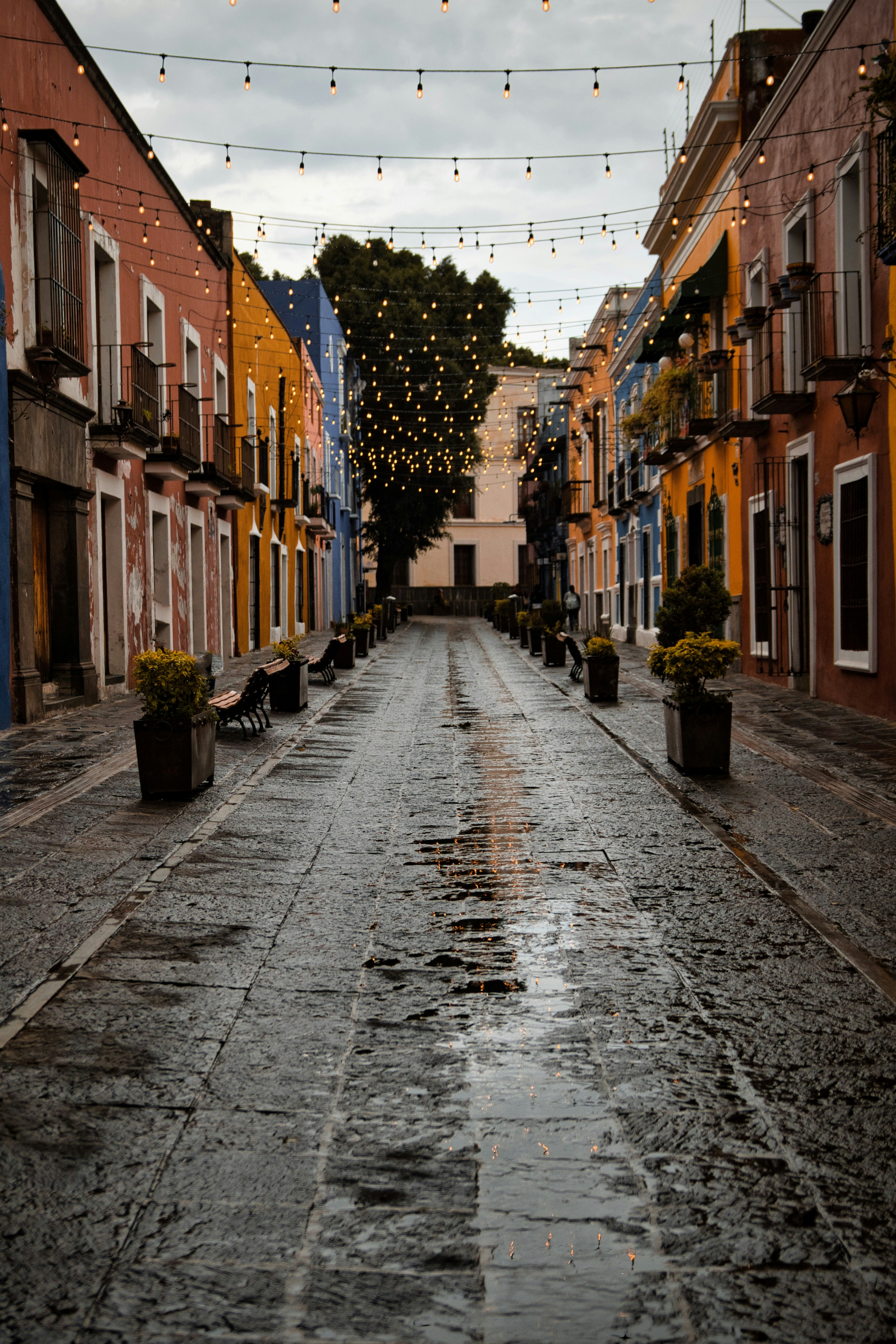 Rain-Slick Calle: Colorful Facades Lead the Eye to a Distant Tree