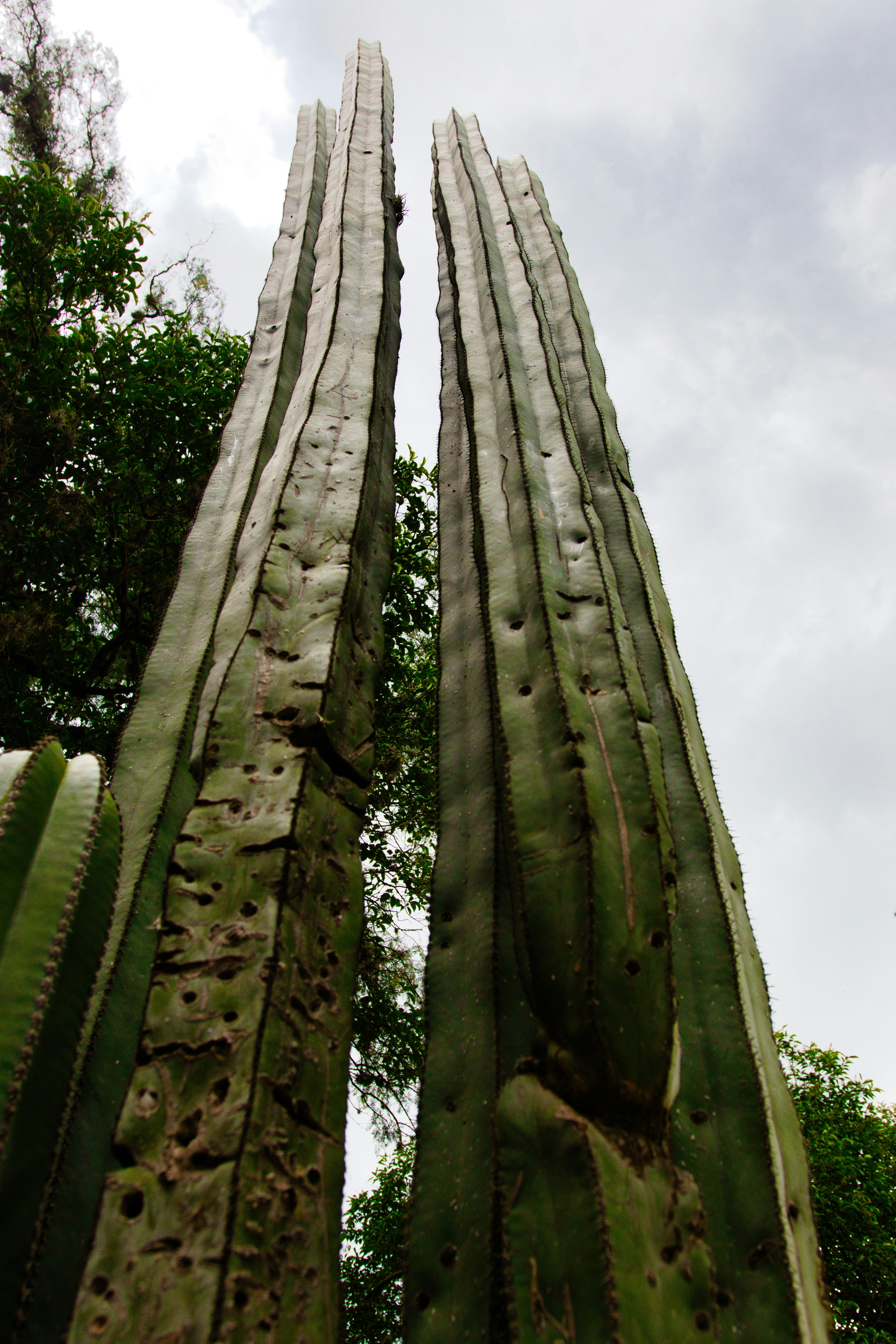 Vertical Giants: A Cactus Symphony