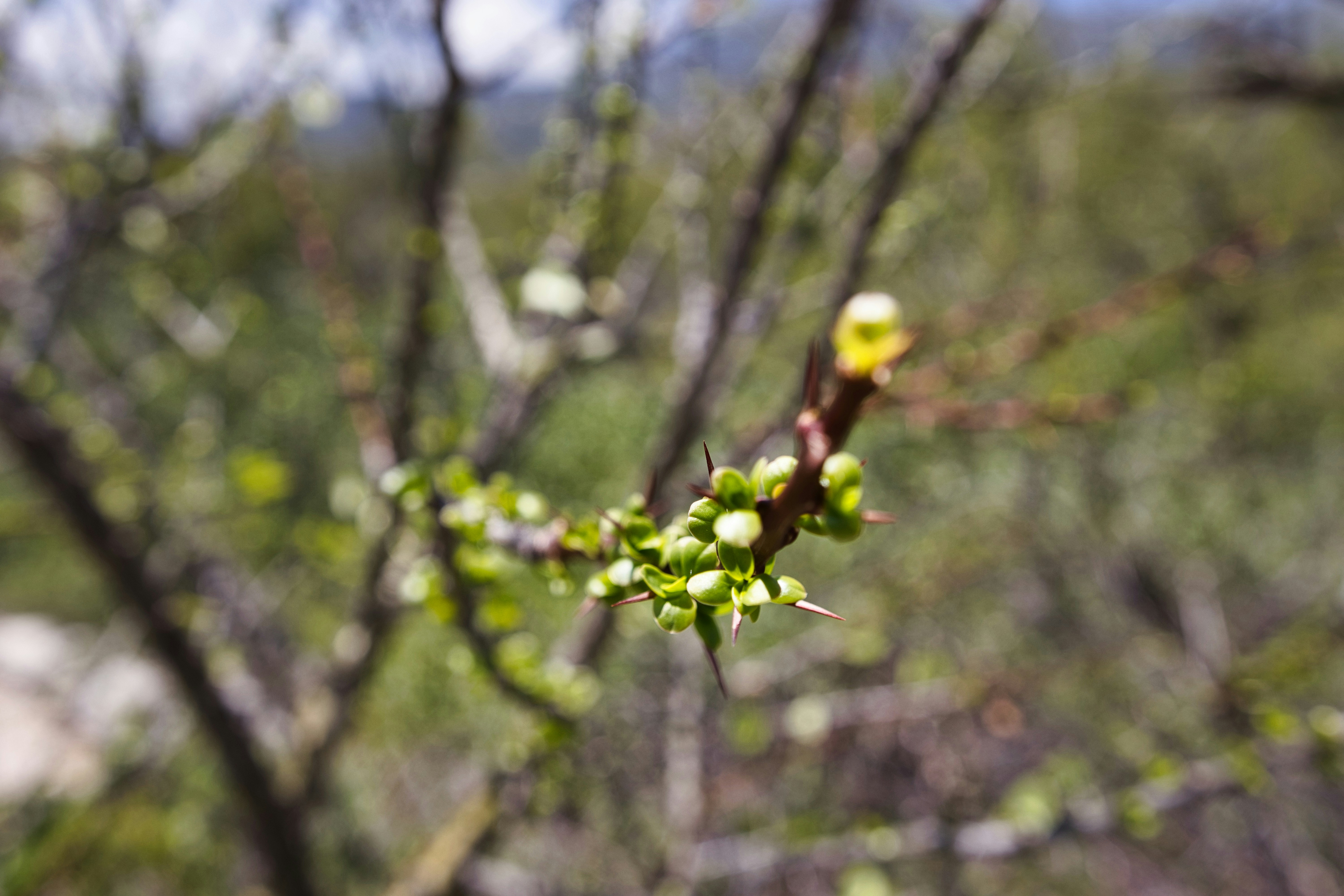 Emerging Life: A Close-Up on Nature's Renewal