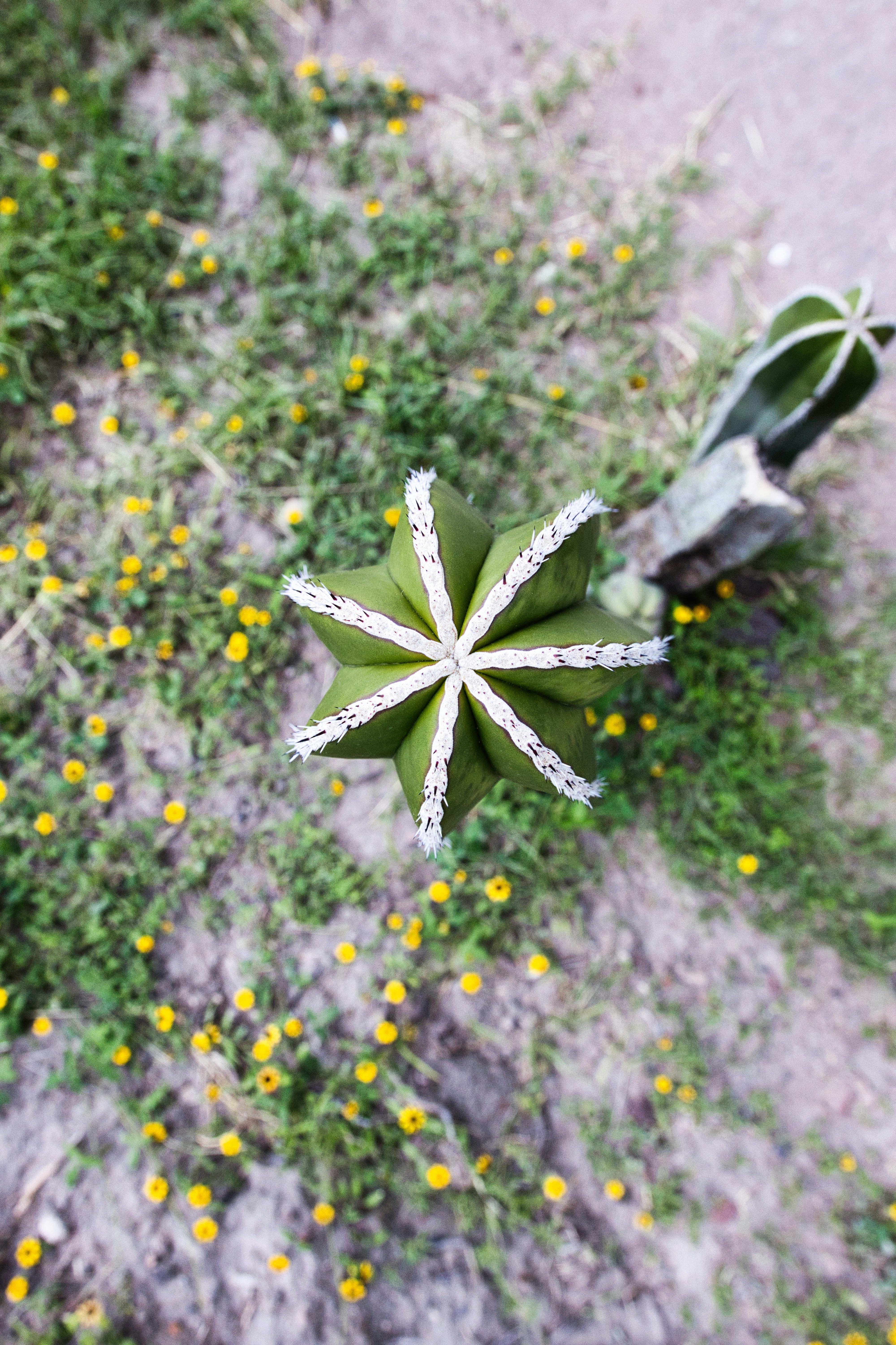 Nature's Geometric Wonder: The Cactus Blossom