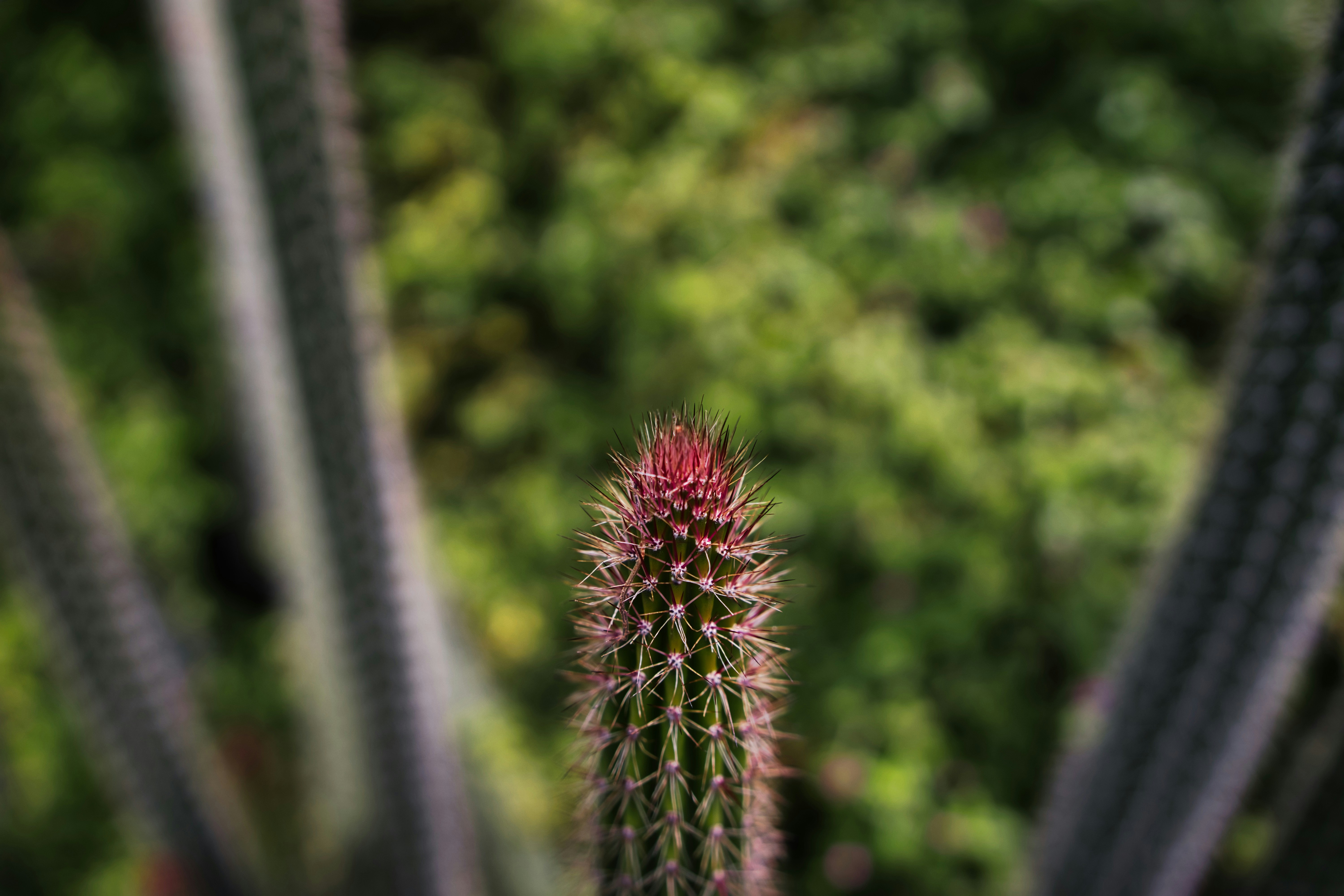 Crimson Crown: Close-Up Spotlight on a Pink-Tipped Cactus