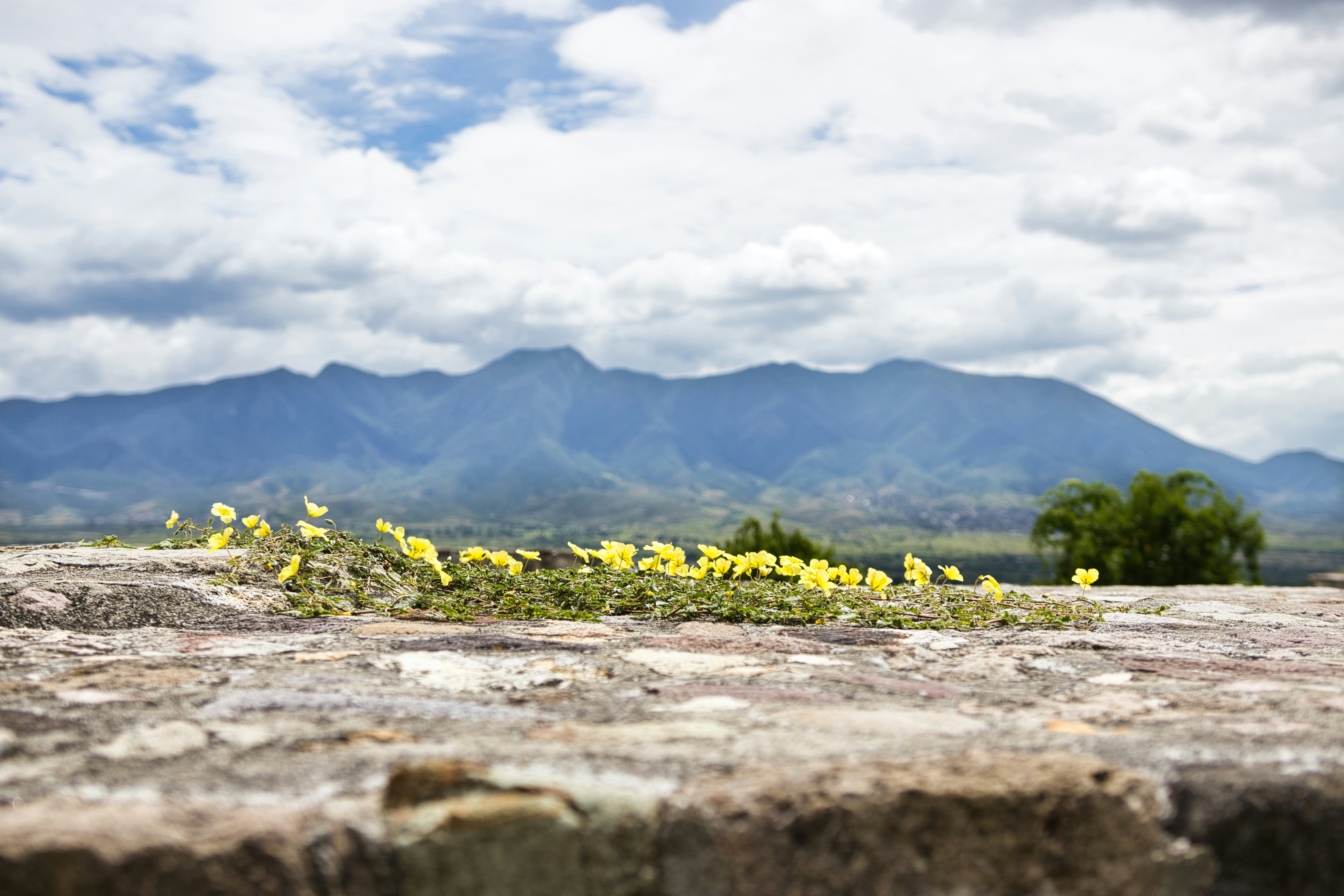 Yellow Bloom at the Stone's Edge: Foreground Lead Toward Distant Alpine Peaks