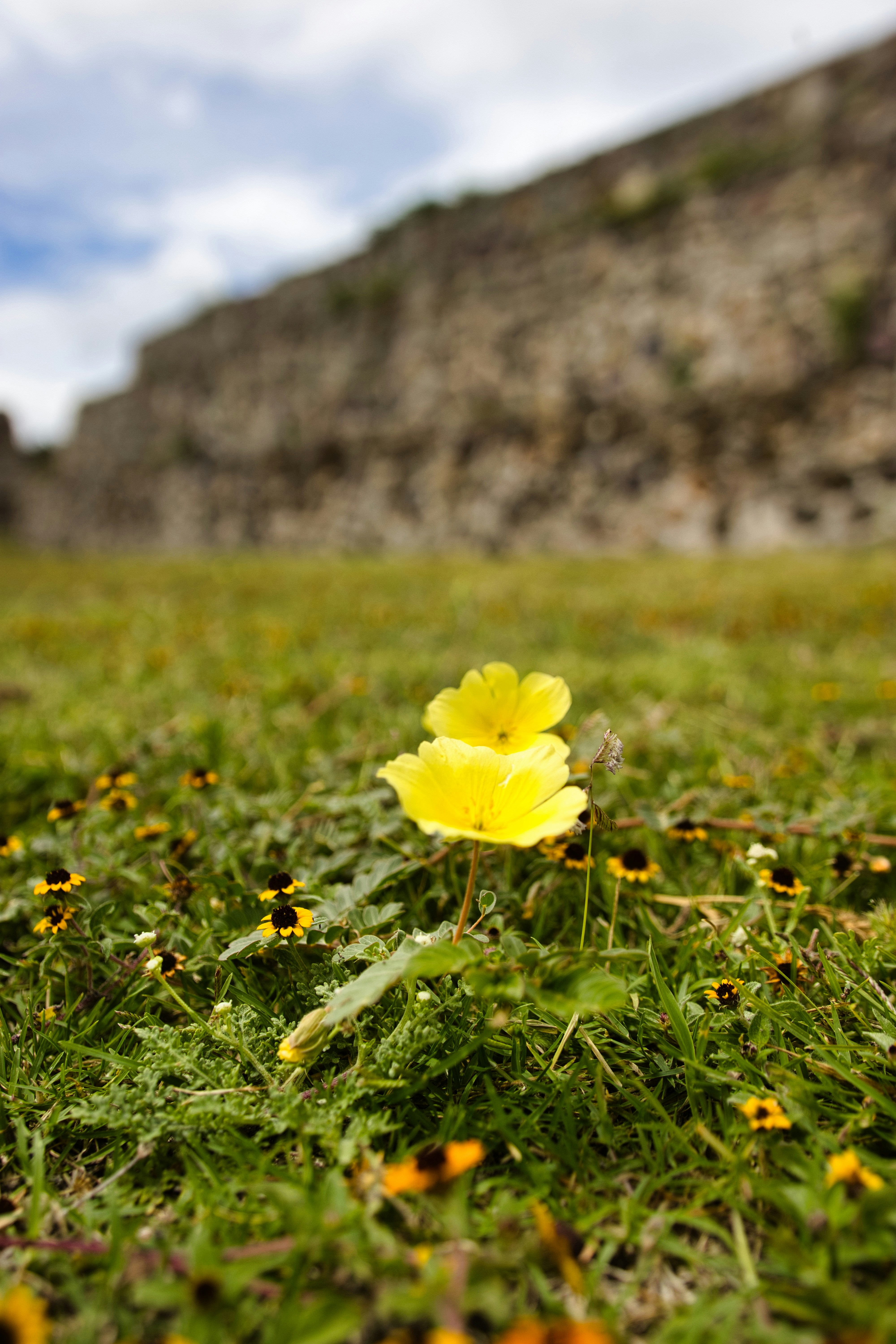 Golden Blossom at the Meadow's Edge