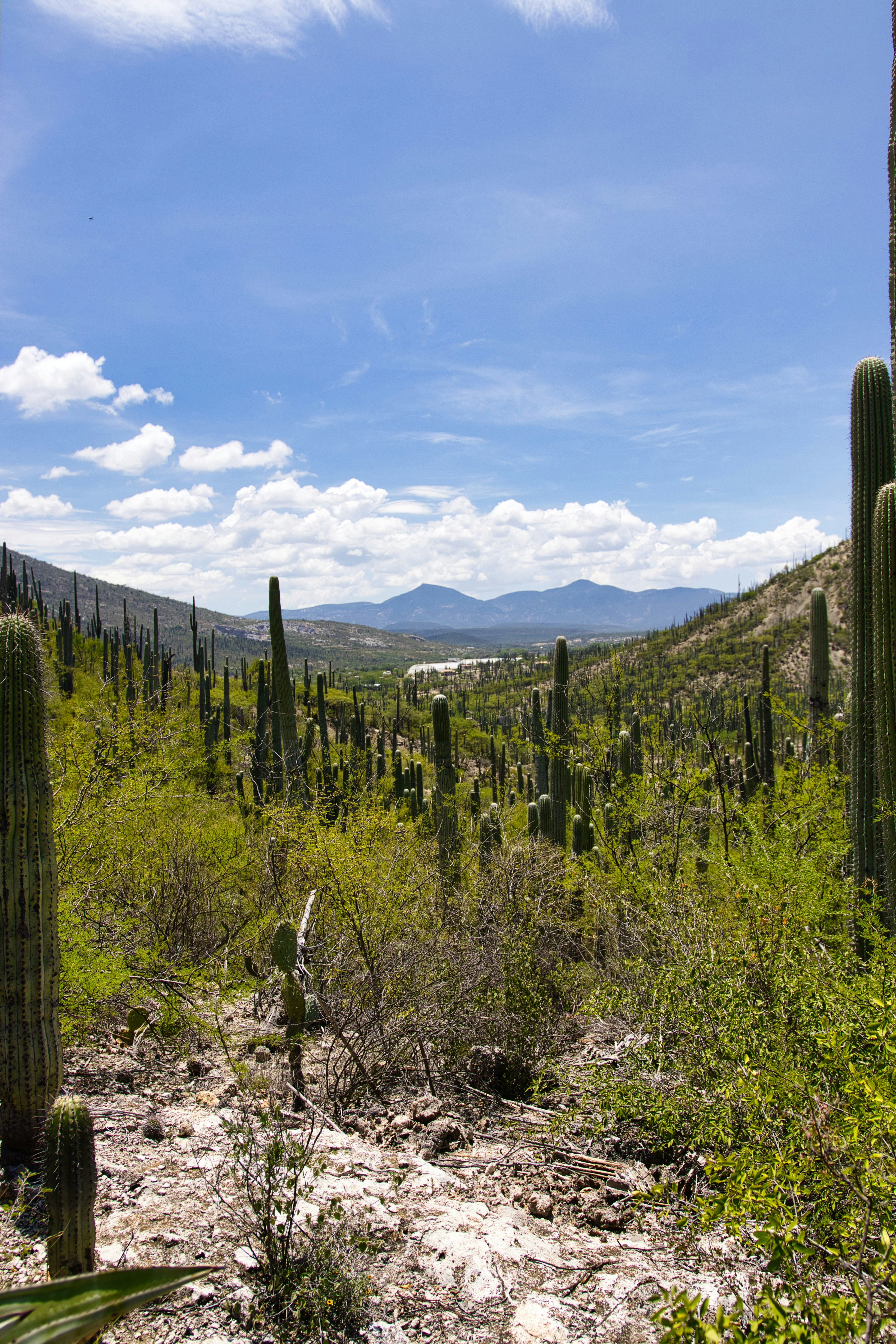 Desert Symphony: The Cactus Landscape