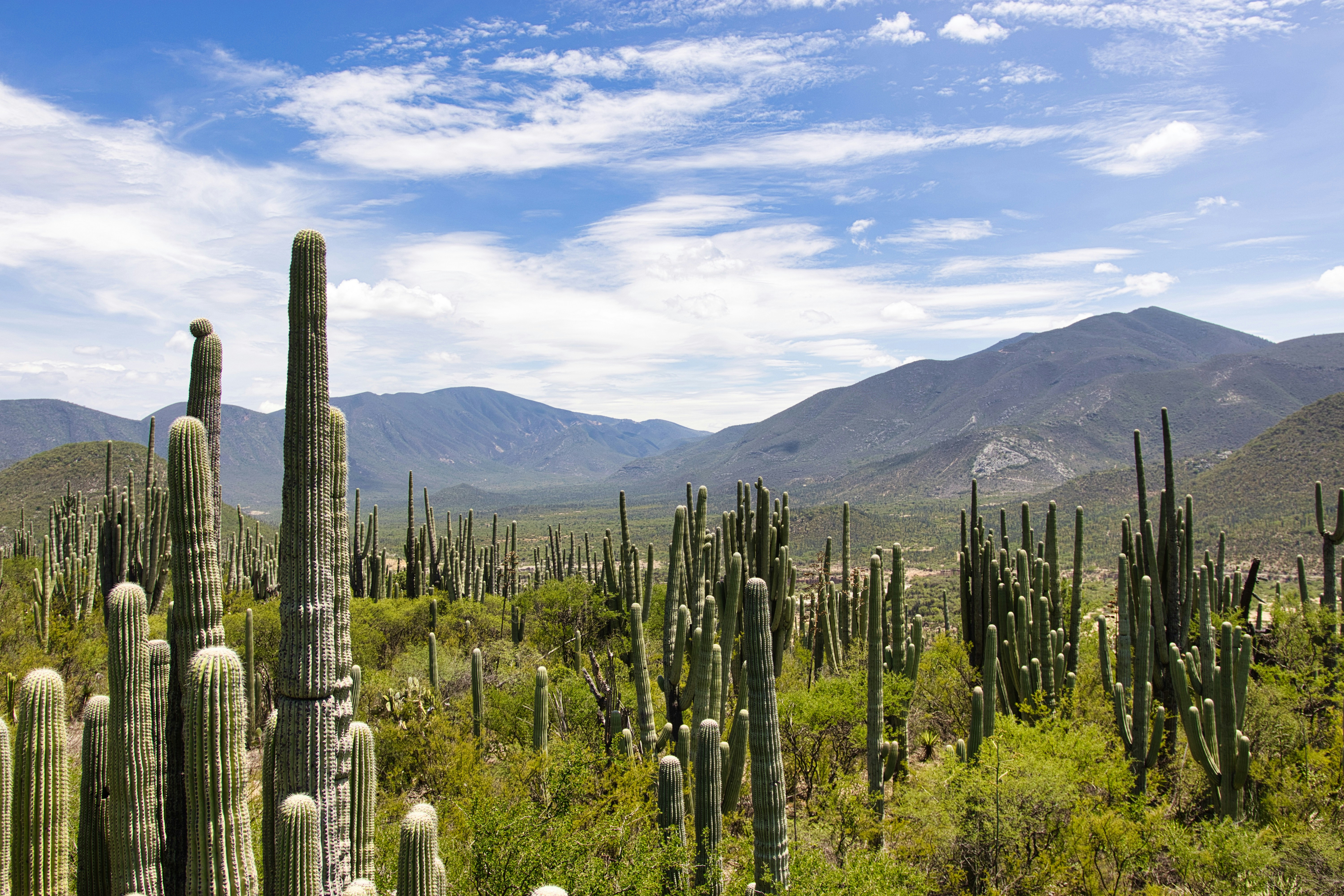 🌄 Available as fine art and acrylic print, and framed poster at https://www.pawsandprints.eu/category/mexiko