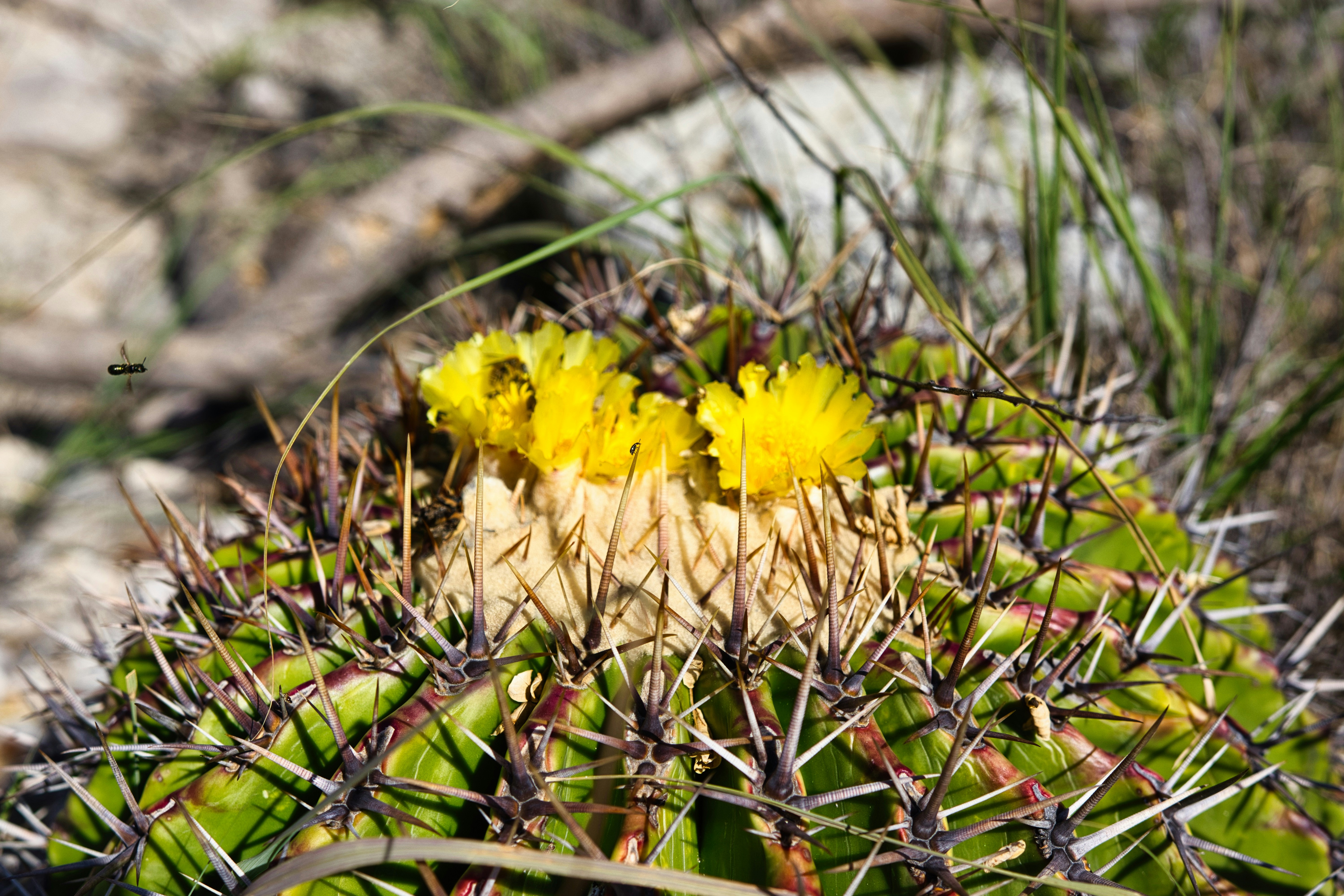 Desert Bloom: Nature's Resilient Beauty