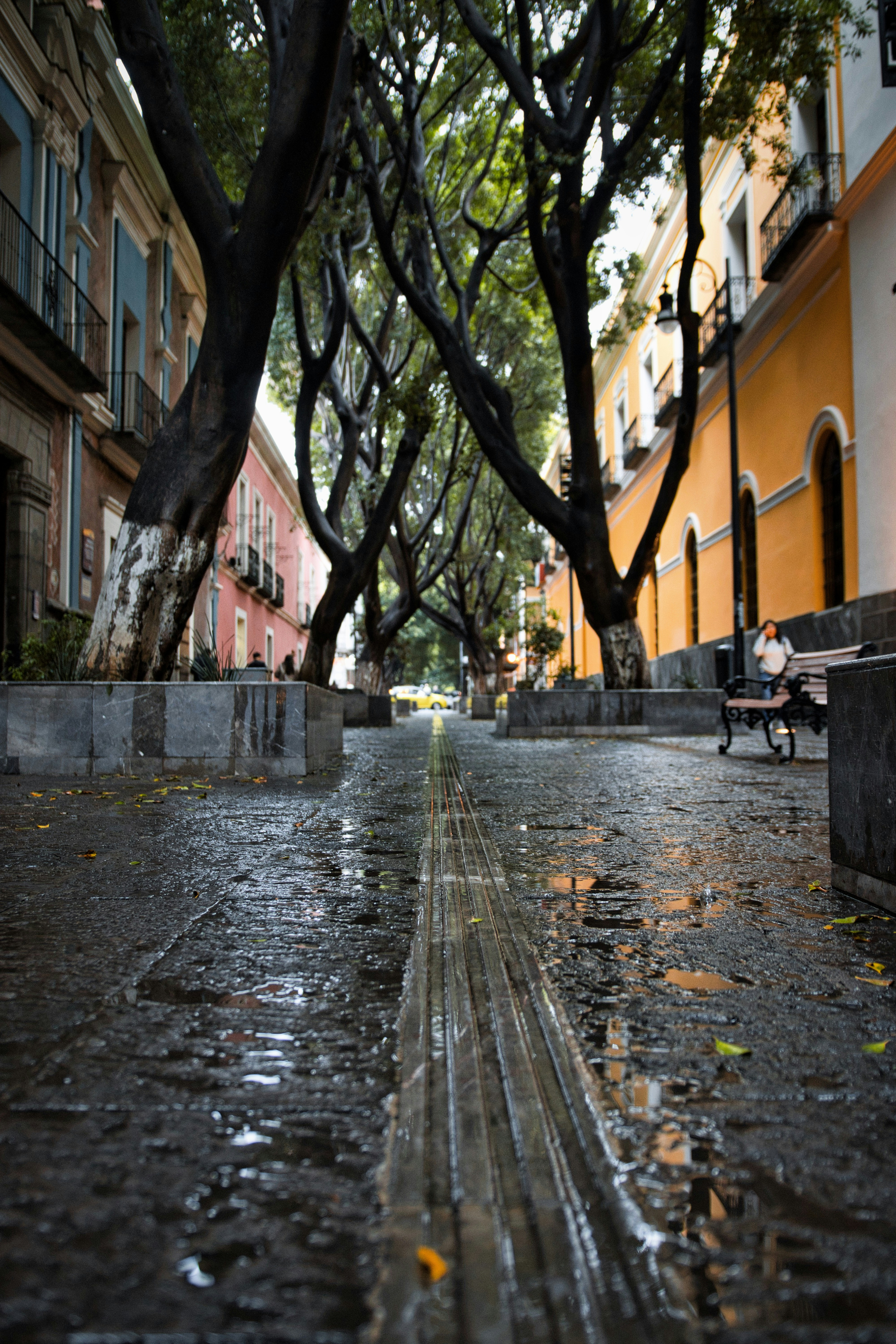 Whispers of the Rain-Kissed Street