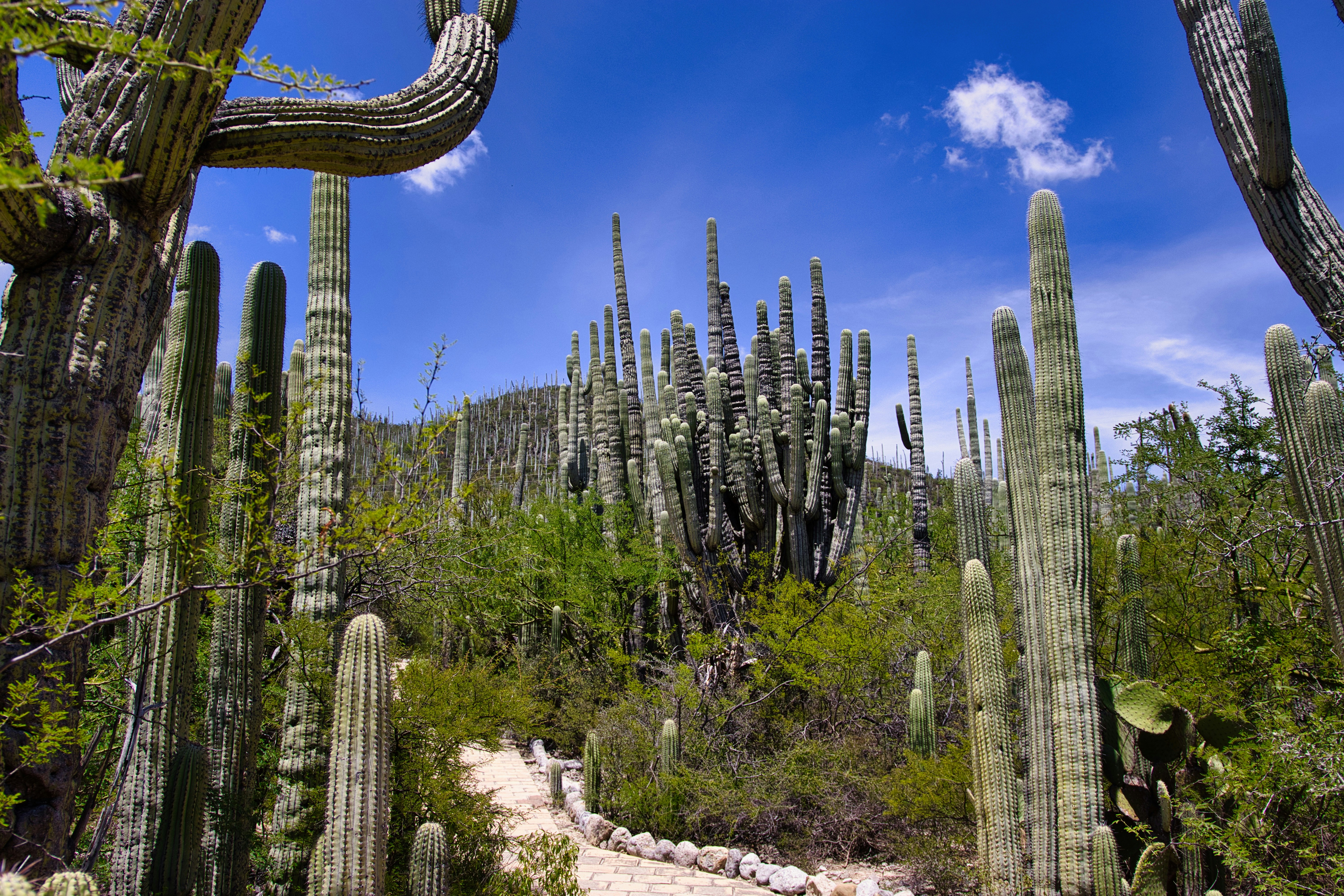 A diverse array of towering cacti stands against a vibrant blue sky, showcasing the unique flora of a desert landscape. The winding path invites exploration through this natural wonder.