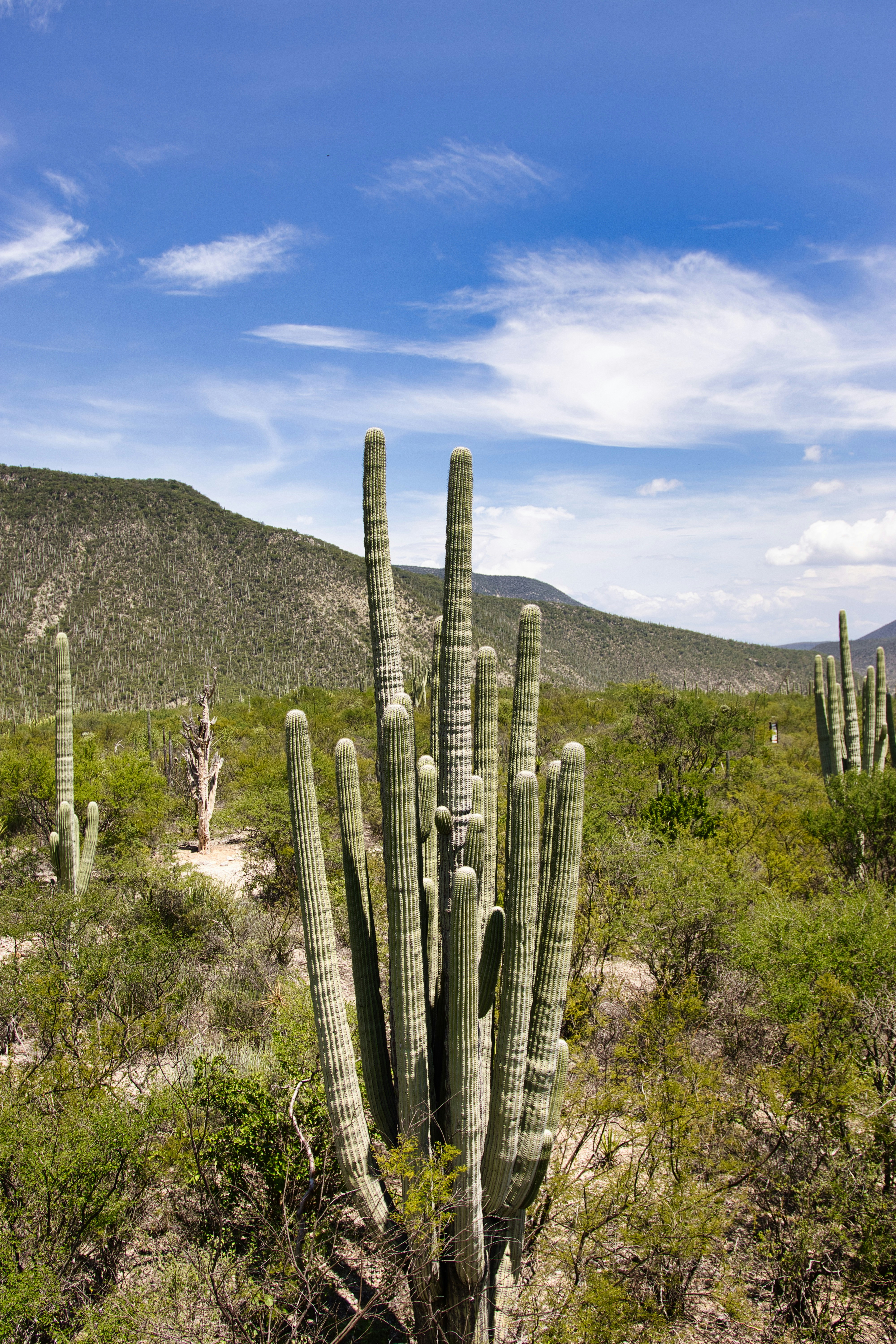 Desert Giants: The Standing Sentinels of the Cacti Landscape